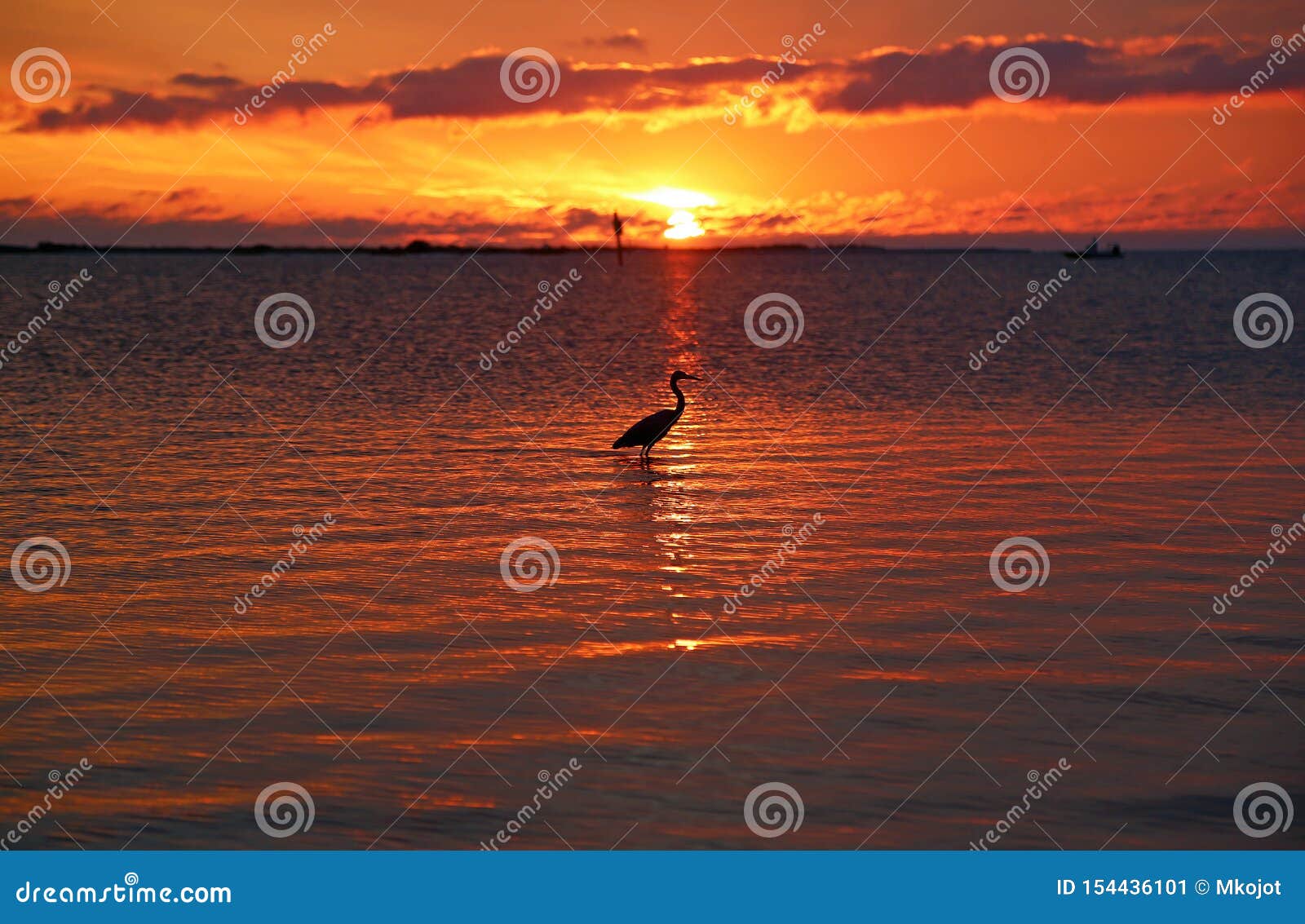 Heron and sunset stock image. Image of romantic, bird - 154436101
