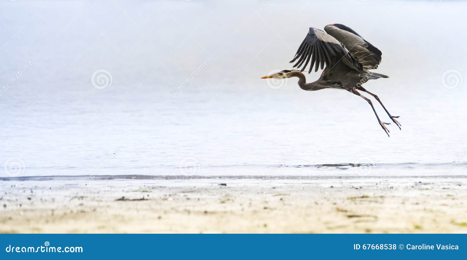 Heron take off stock photo. Image of bird, heron, great - 67668538