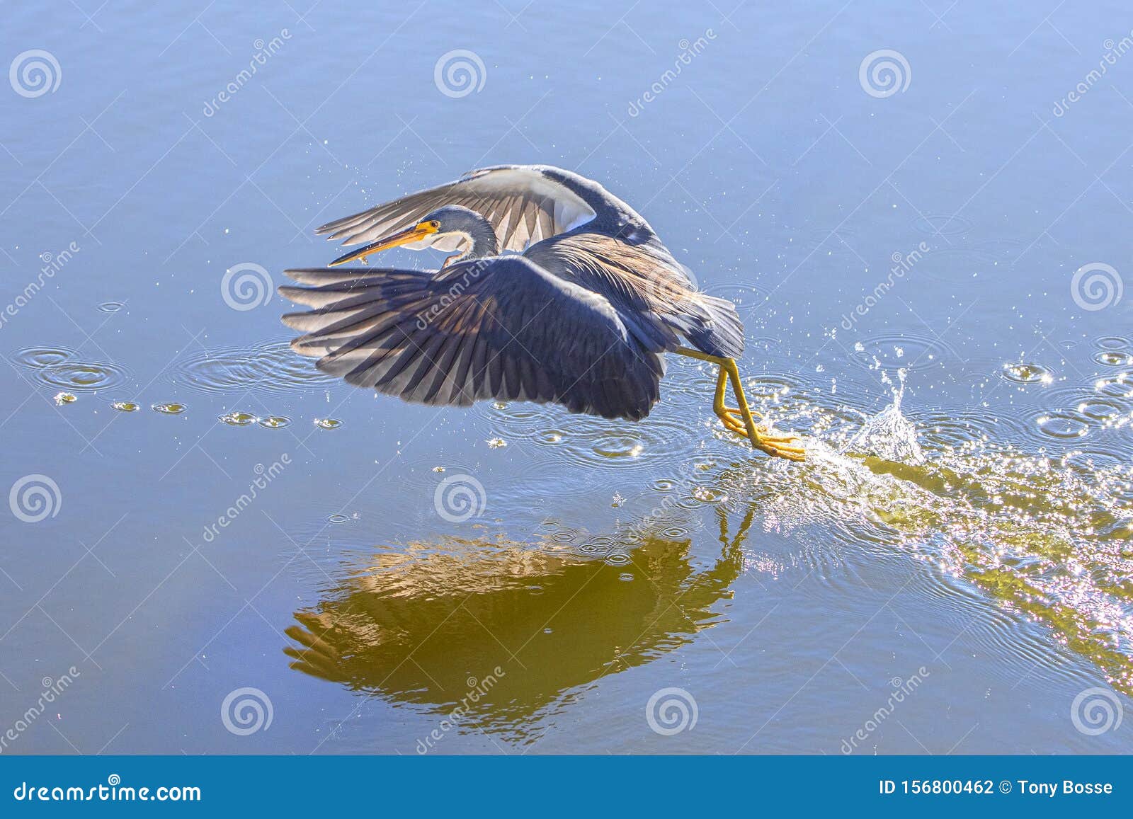 1,625 Desparramado Fotos - Libres de Derechos y Gratuitas de Dreamstime