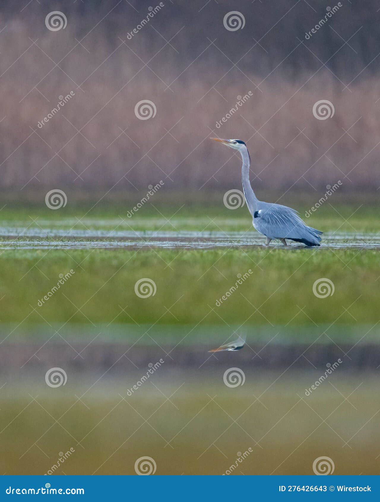 Heron wading in the water stock image. Image of nature - 276426643