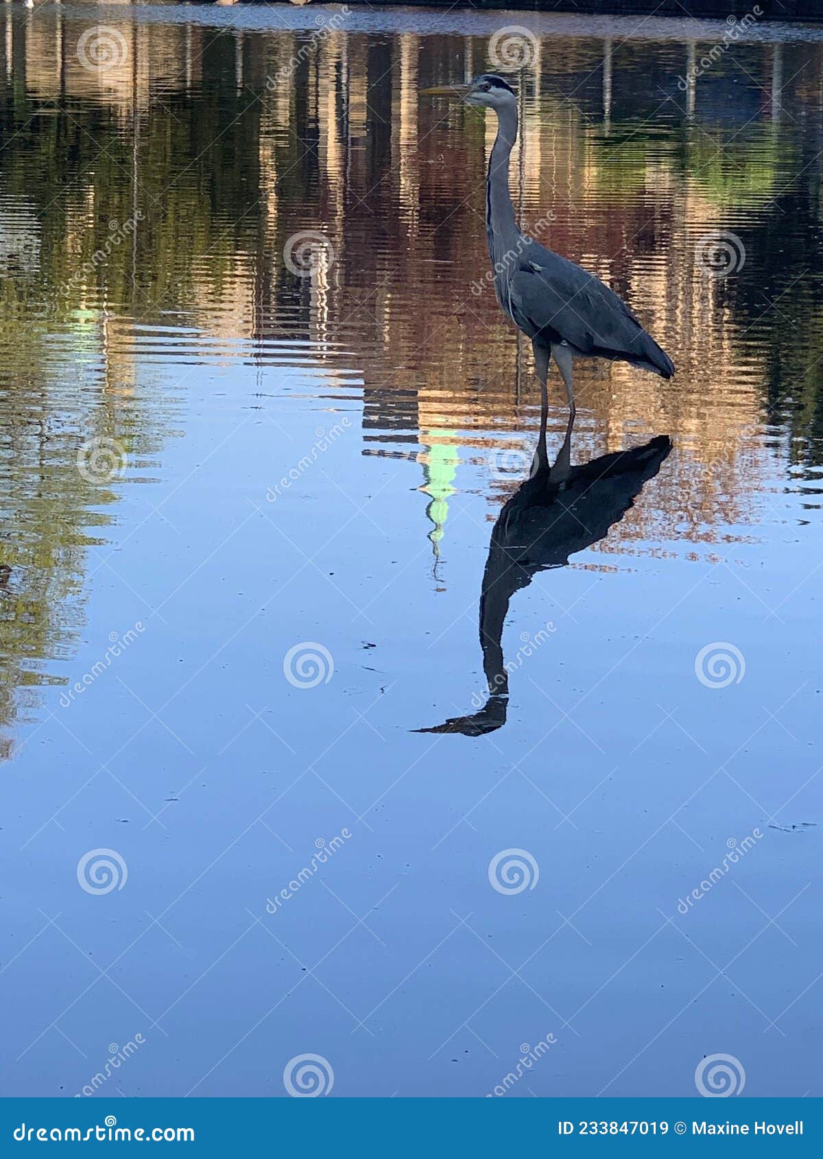 A Heron Wading through Water Stock Image - Image of wading, avian ...