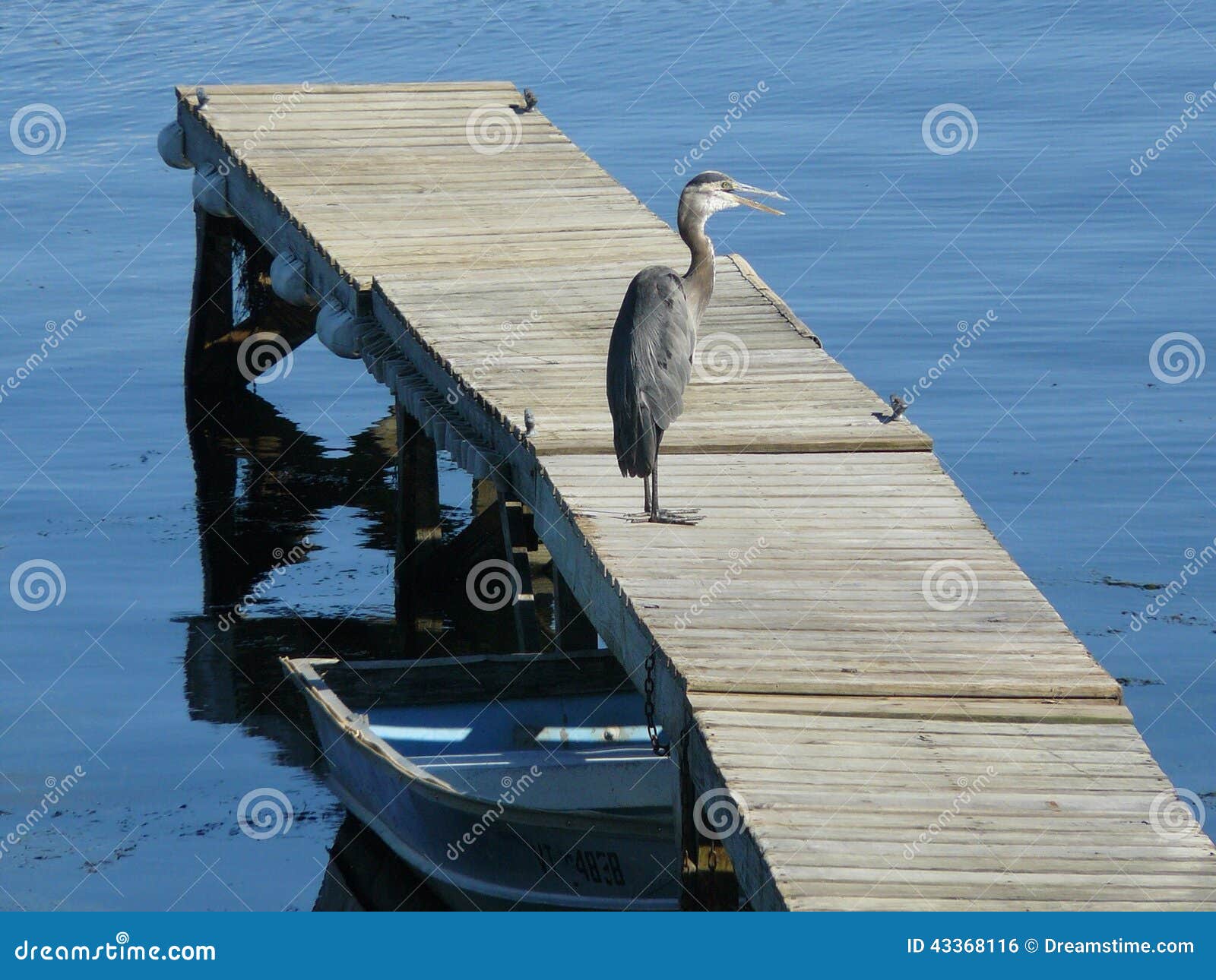 Heron waiting for fish stock photo. Image of heron, looking - 43368116
