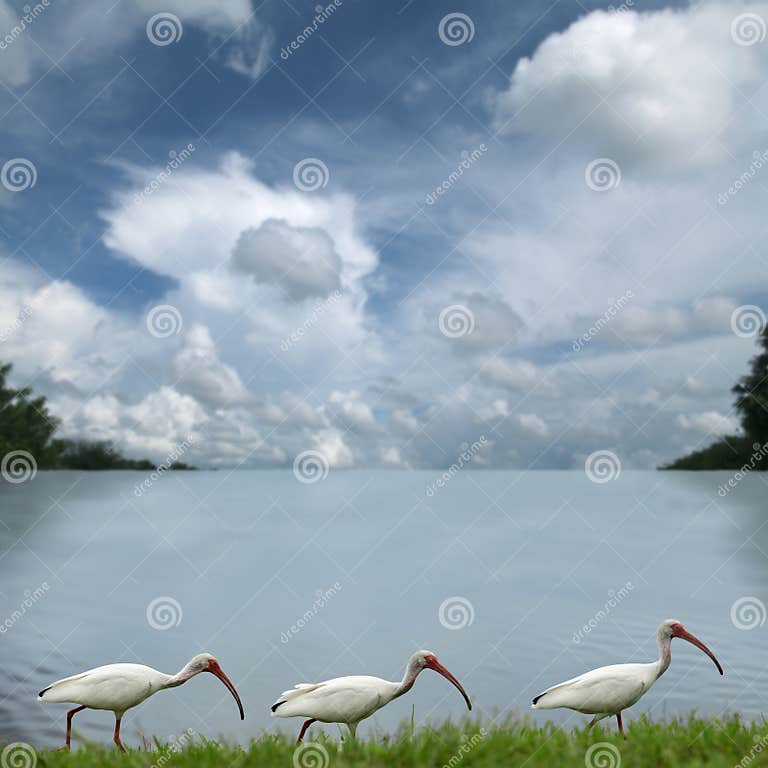 Herons stock image. Image of feather, island, clouds - 14898427