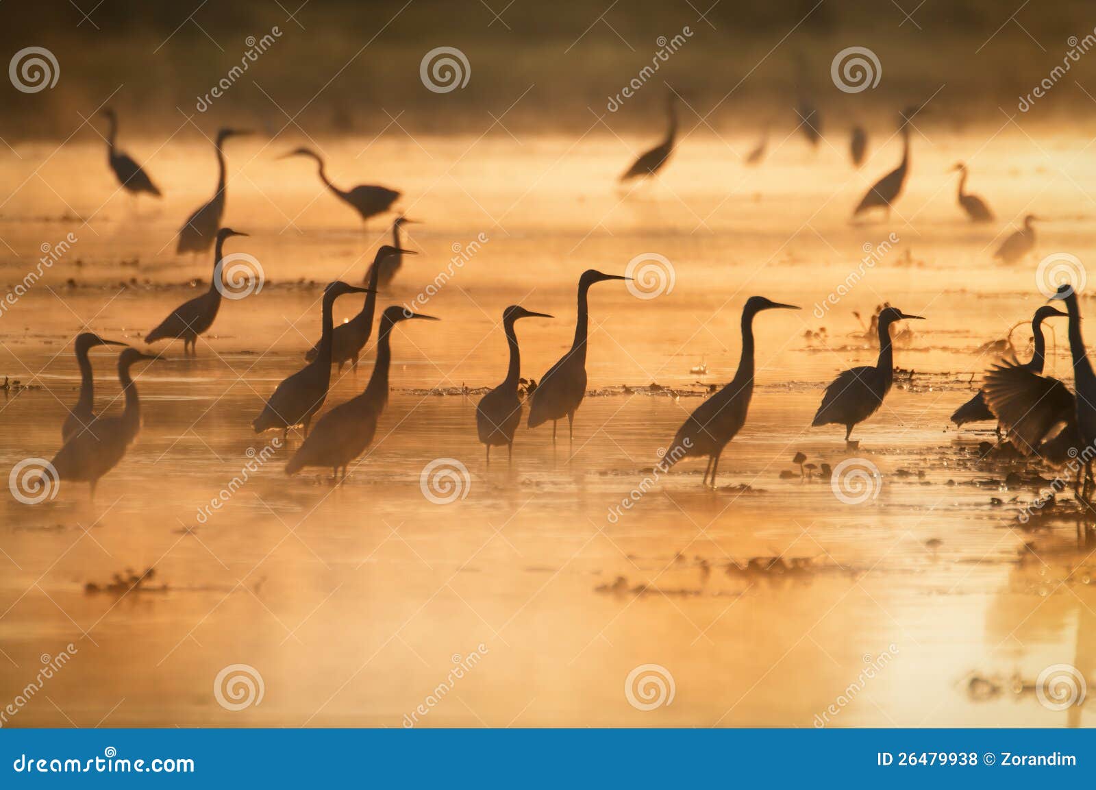 Herons at sunset stock photo. Image of ducks, sunrise - 26479938