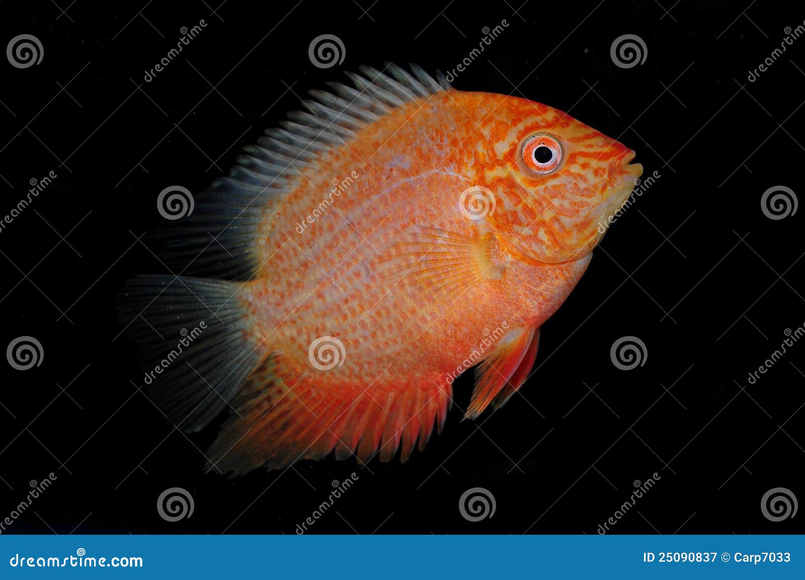Heros efasciatus stock image. Image of severum, hobbyists - 25090837