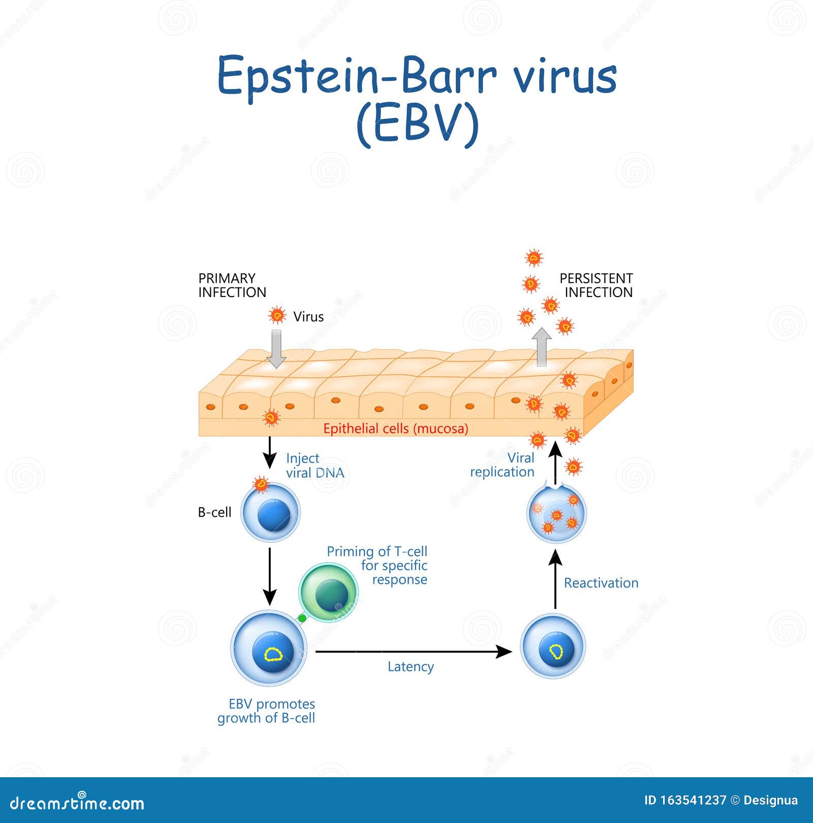 Epstein Barr Virus Life Cycle Vector Illustration 153898704