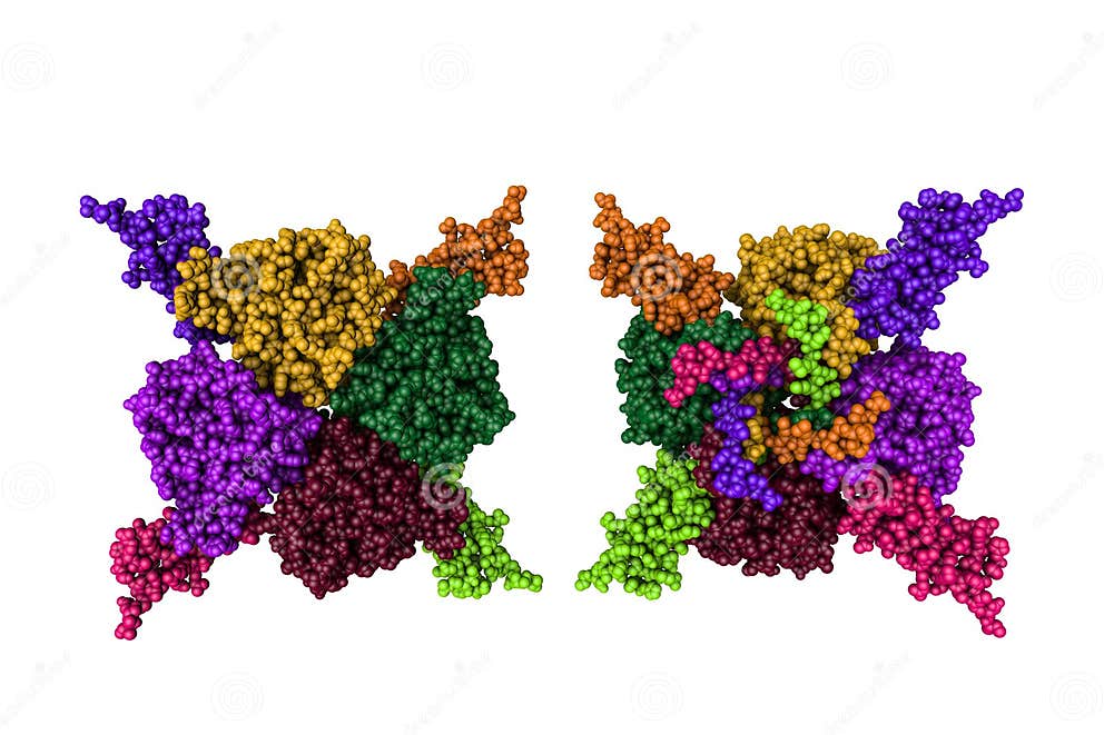 Herpes Simplex Virus . Space-filling Molecular Model. Rendering with ...