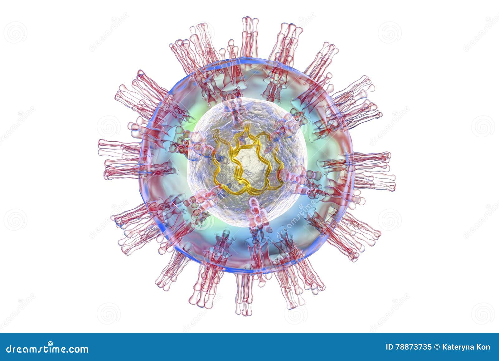 Herpes Simplex Virus Structure Stock Illustration - Illustration of ...