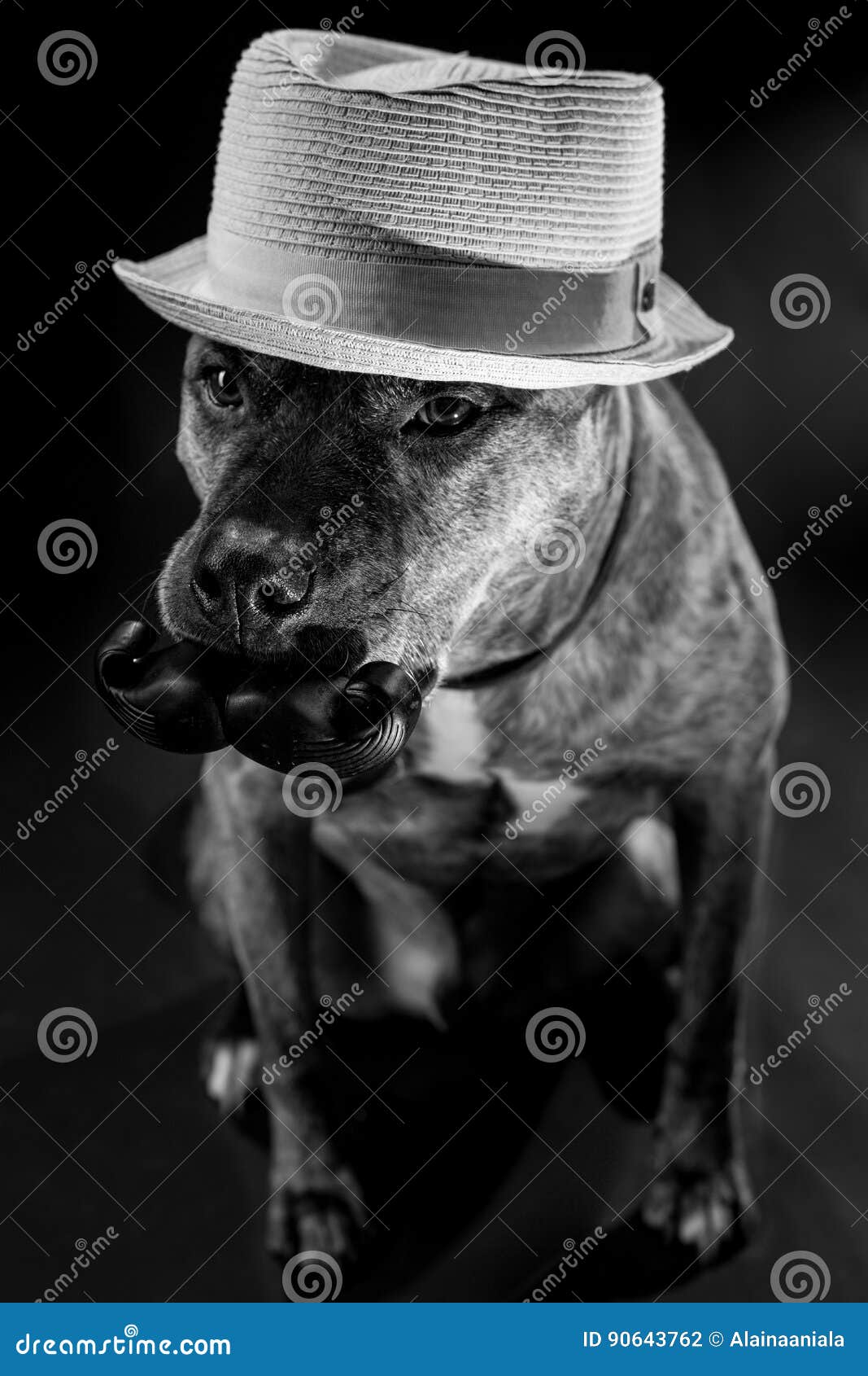 Herr-Hund Mit Dem Schnurrbart Und Hut Stockfoto - Bild von milchshake ...