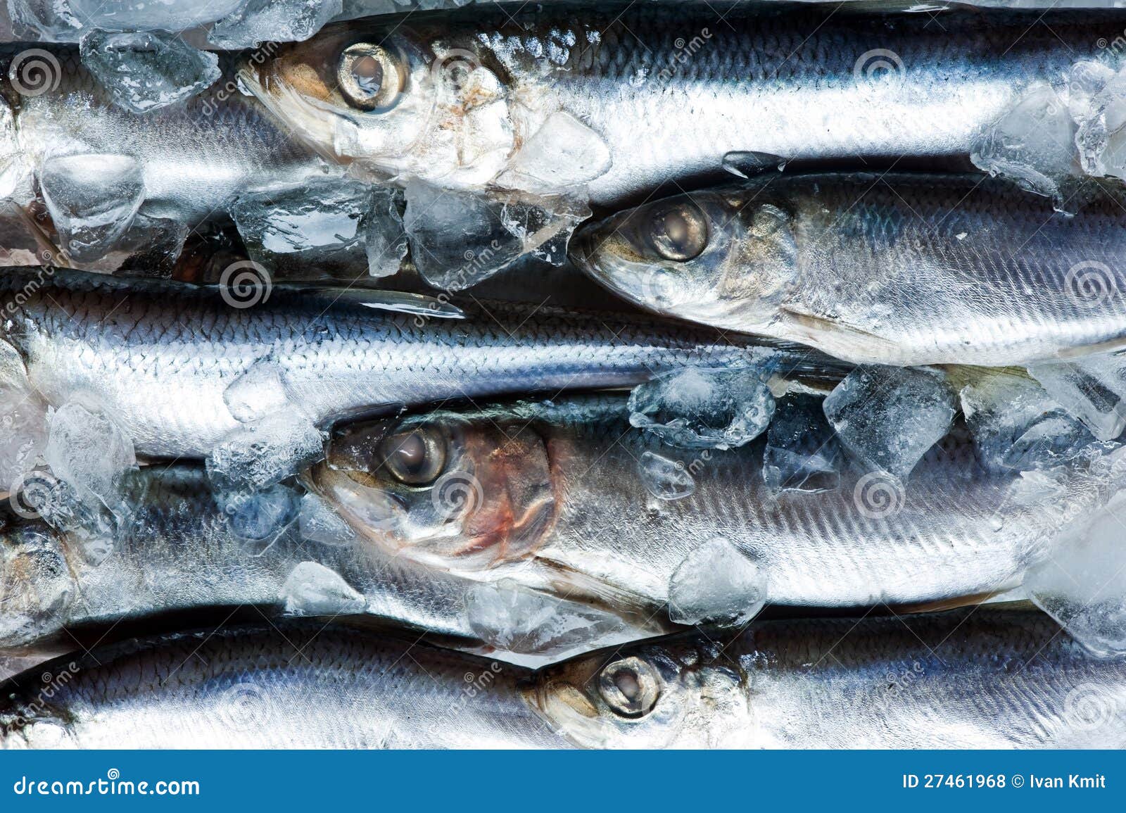 Herring stock photo. Image of food, fresh, pickled, kipper - 27461968