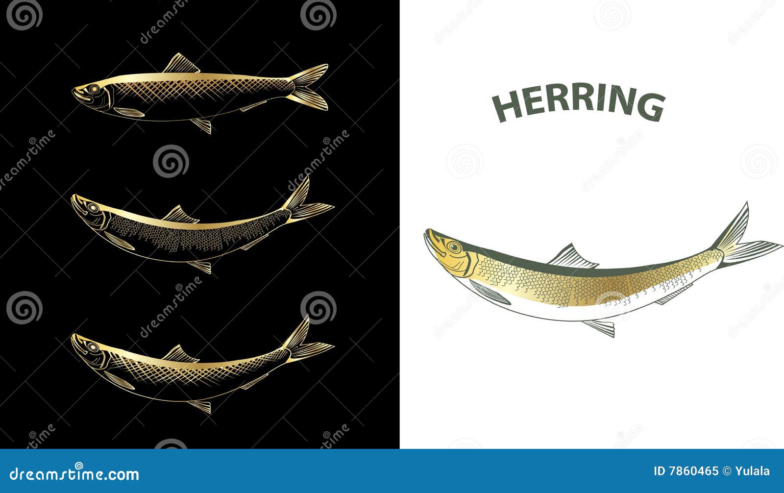 Herring stock vector. Illustration of white, graphic, fresh - 7860465