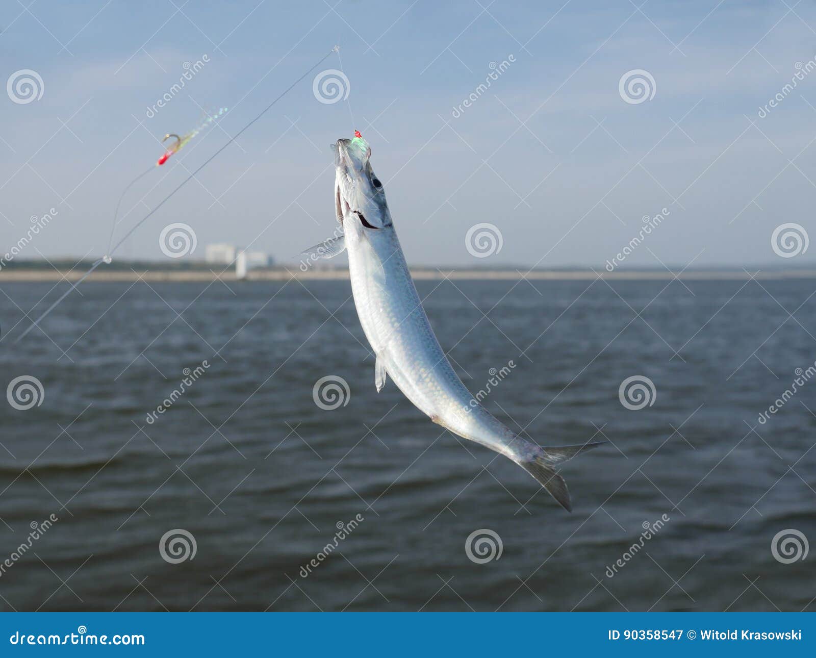 Herring fish stock image. Image of hook, meat, herring - 90358547