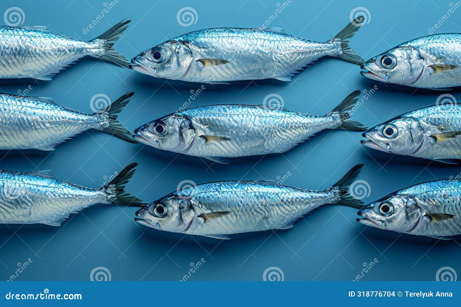 Herring Fish Lined Up in Row on Blue Background Stock Photo - Image of ...