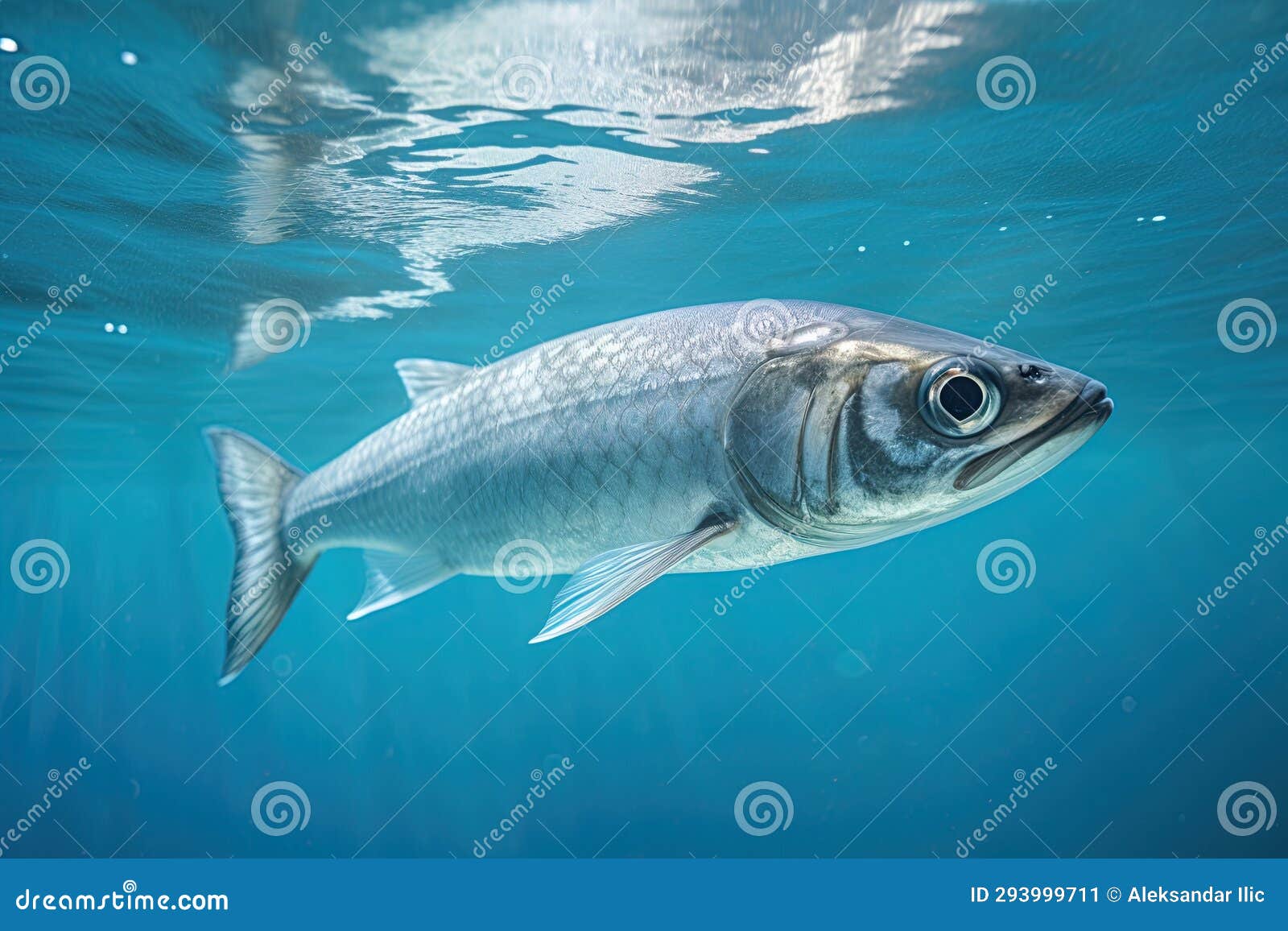 Herring Fish Swimming in the Ocean. Ai Generative Stock Image - Image ...