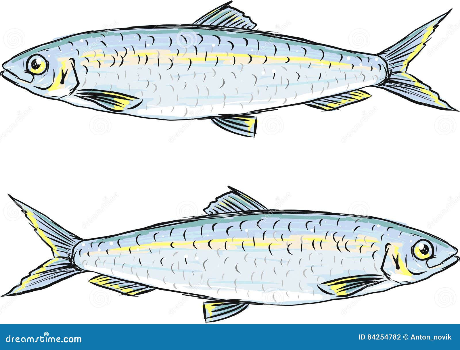 Herring Fish Vector Sketch Illustration Clip-art Image | CartoonDealer ...