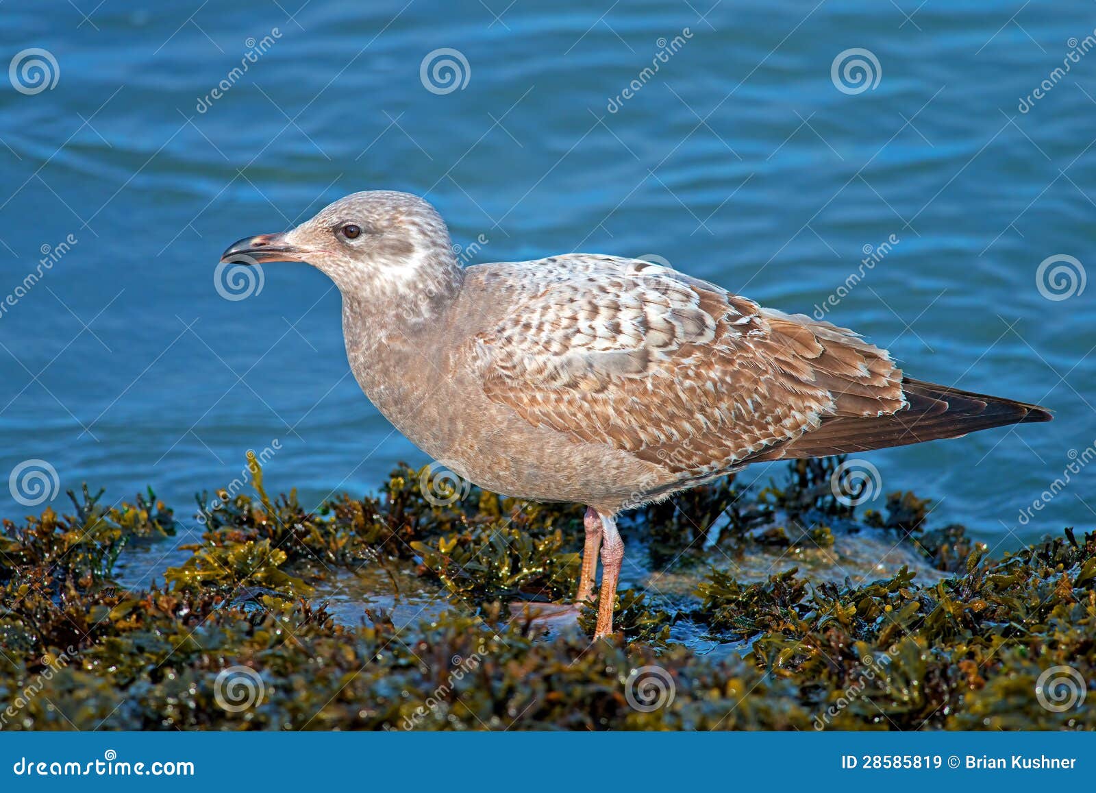 Herring Gull stock image. Image of jetty, gull, larus - 28585819