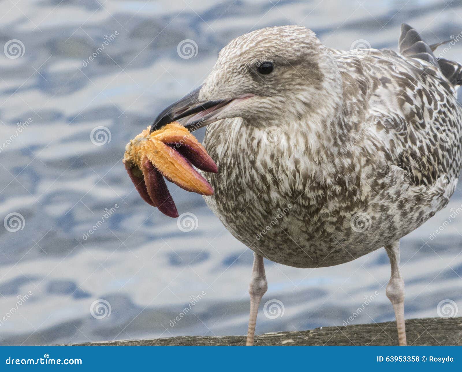 Herring Gull Eats a Starfish Stock Photo - Image of gull, english: 63953358