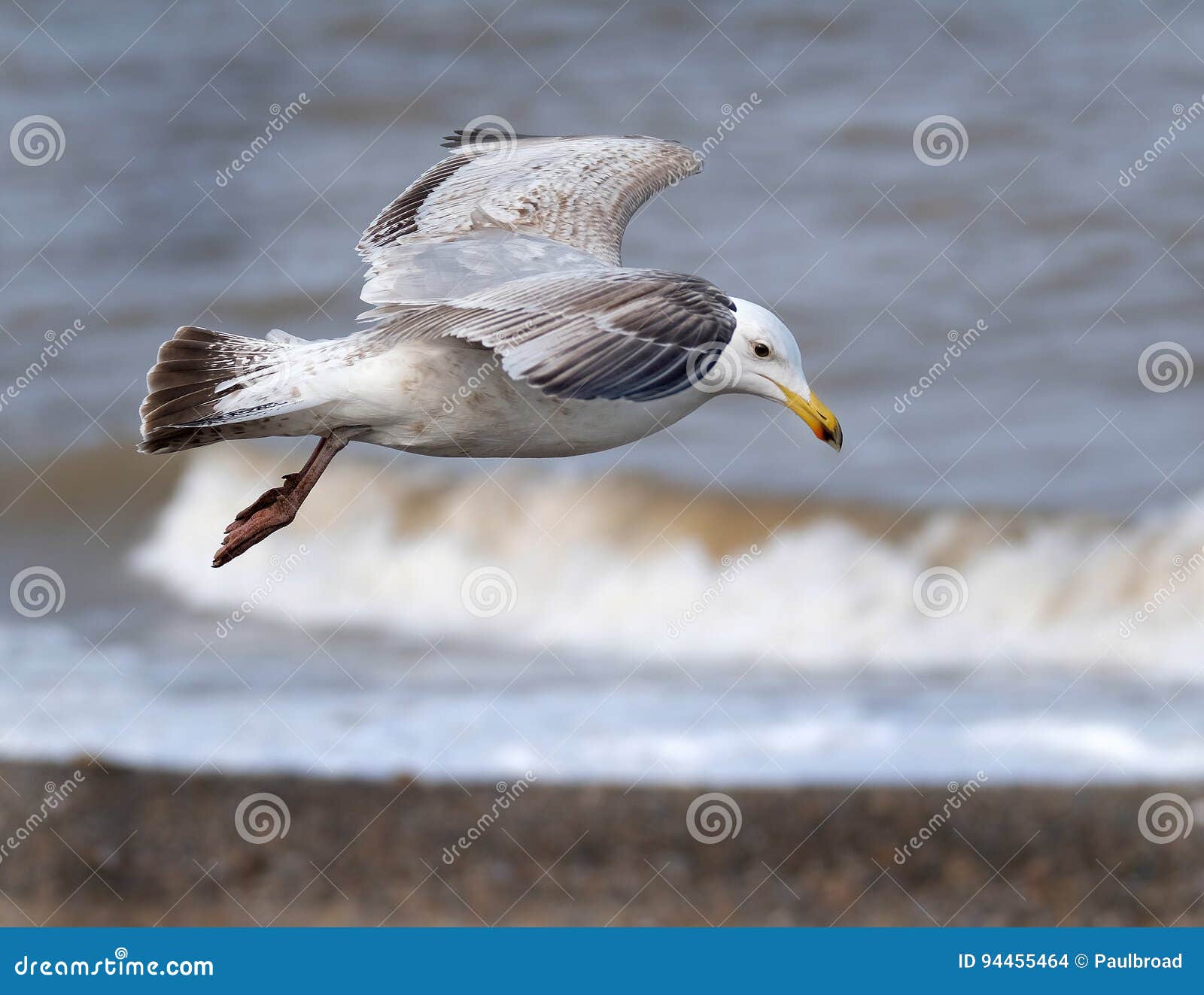Herring Gull Flying Over Waves. Stock Photo - Image of sale, common ...