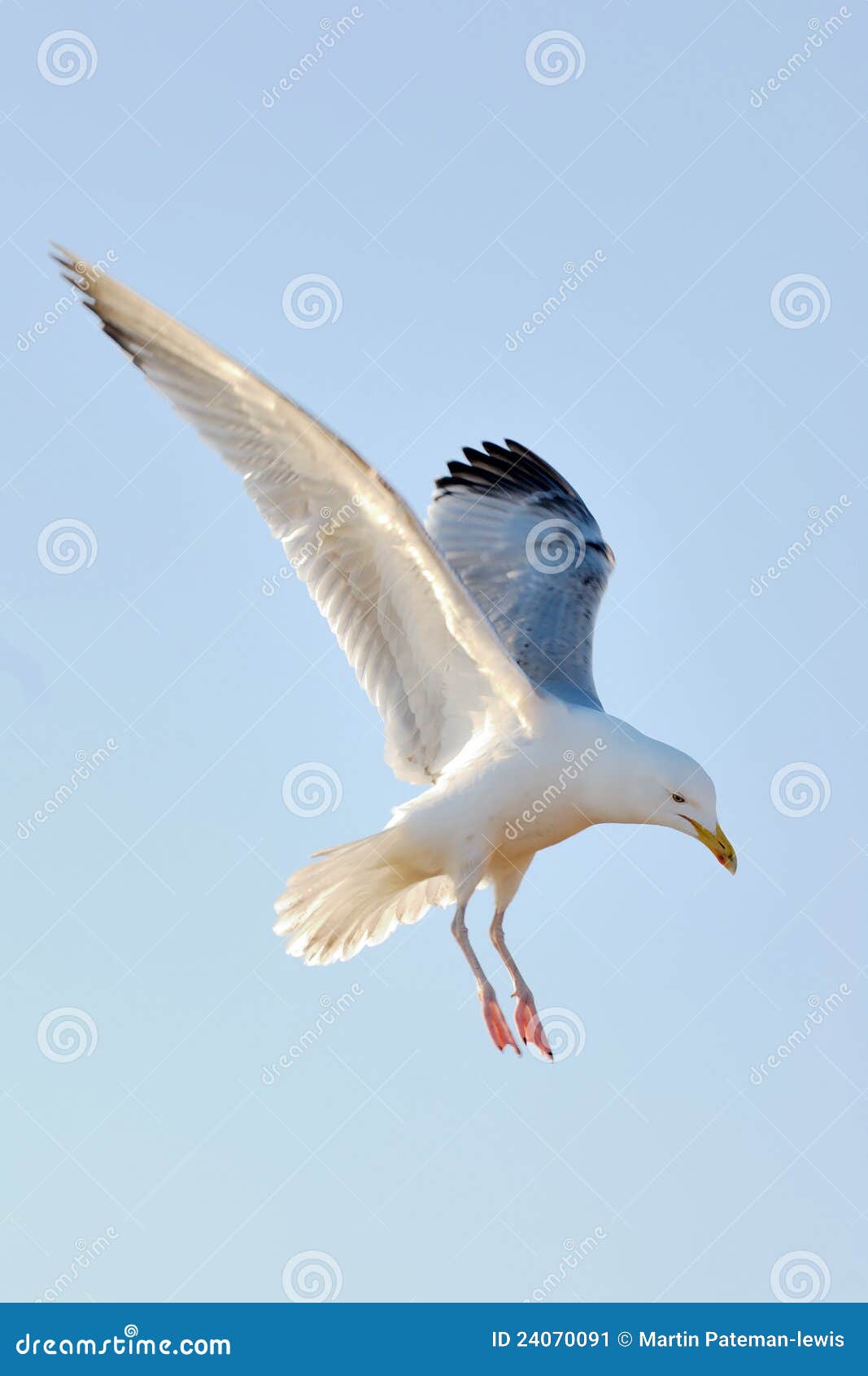 Herring Gull Hovering stock image. Image of white, flight - 24070091