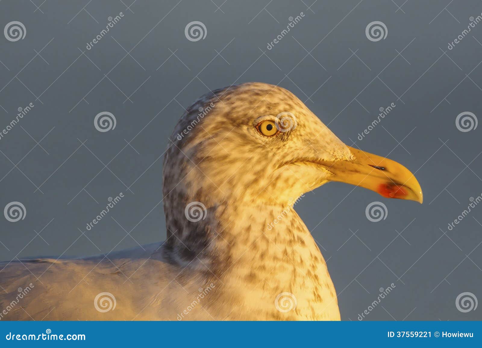 Herring Gull at sunset stock image. Image of gull, soar - 37559221