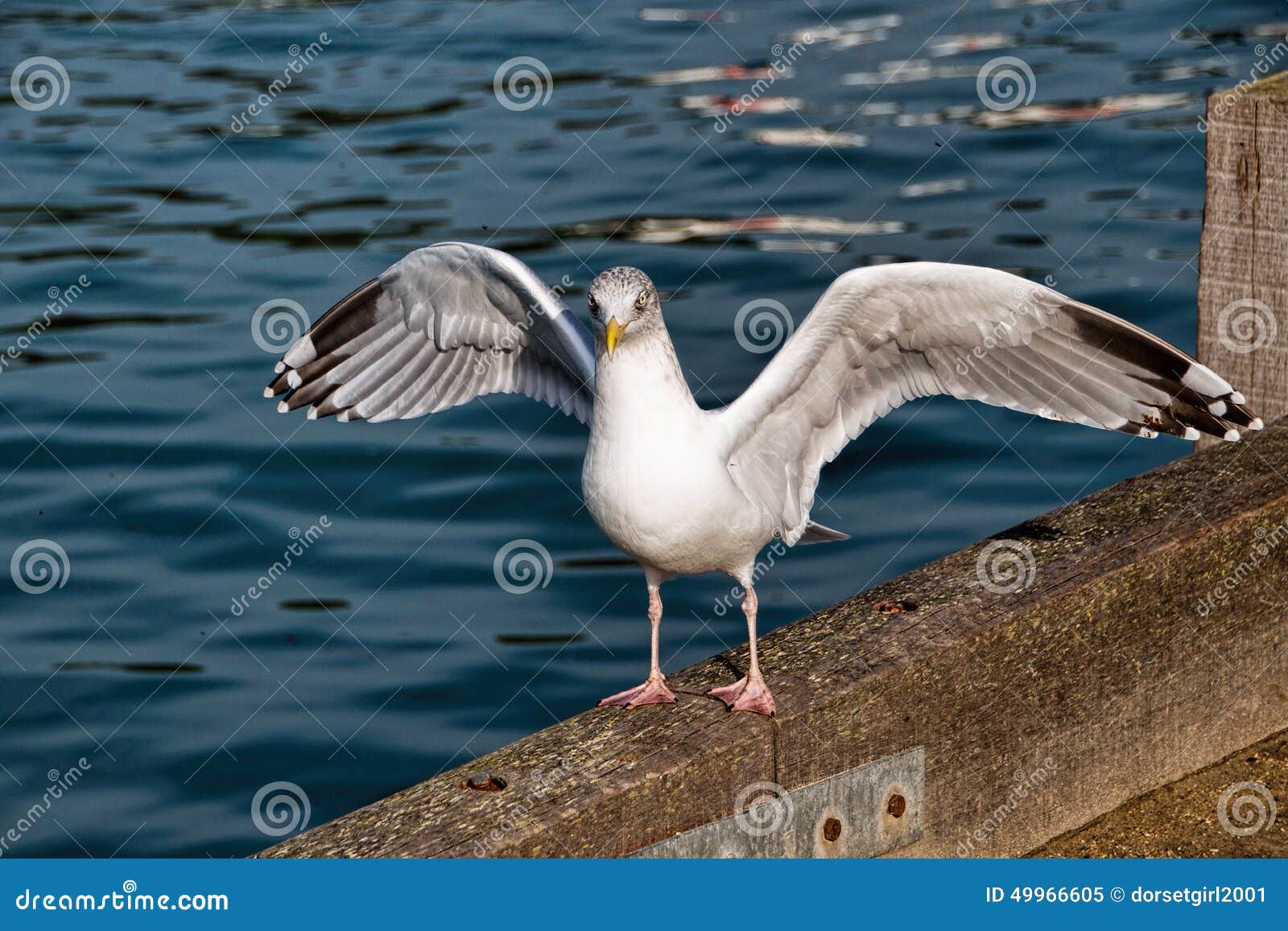 Herring Gull with Wings Spread Stock Image - Image of bird, peek: 49966605