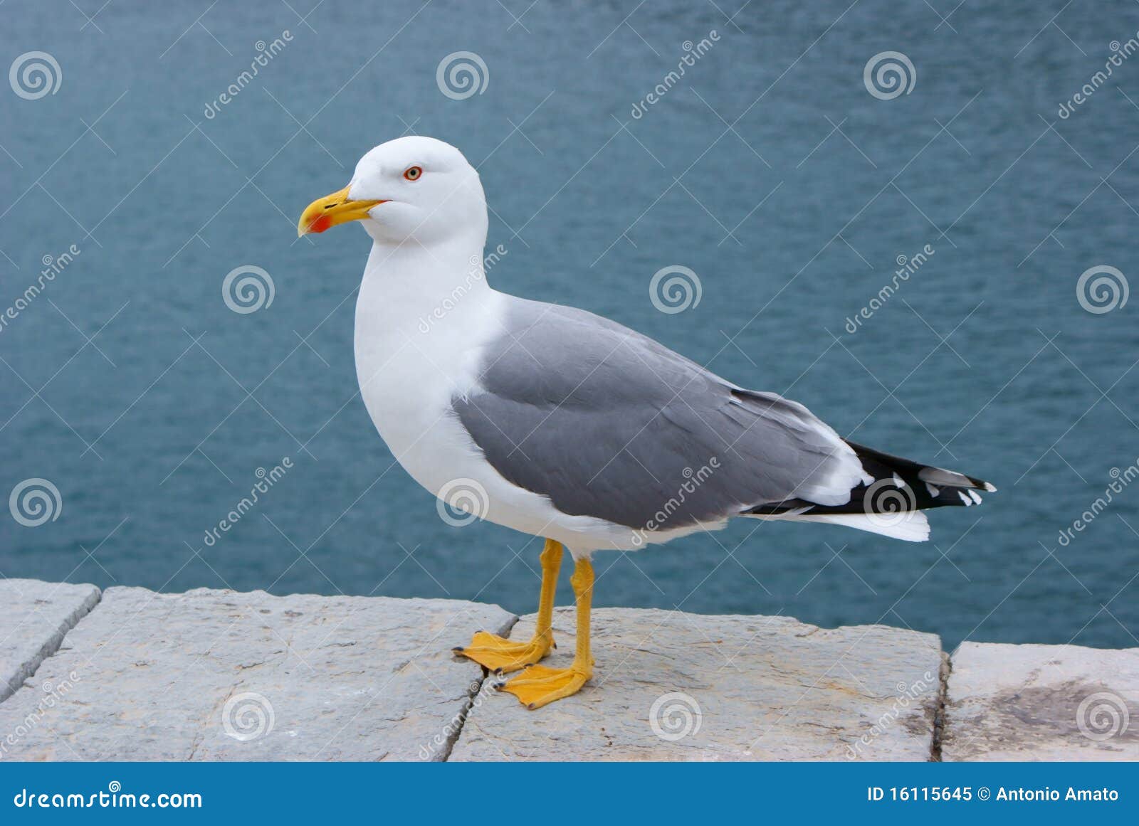 Herring seagull stock image. Image of seagull, side, white - 16115645