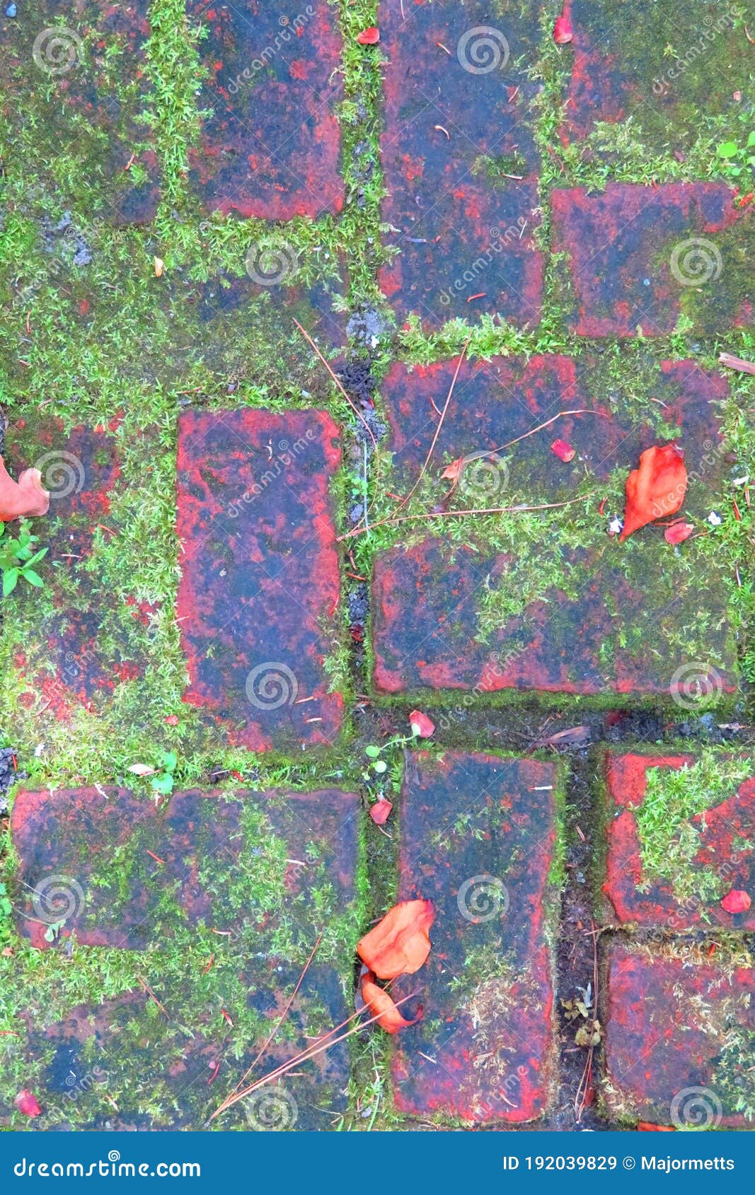 Herringbone Pattern Bricks with Moss Stock Image - Image of brick, path ...