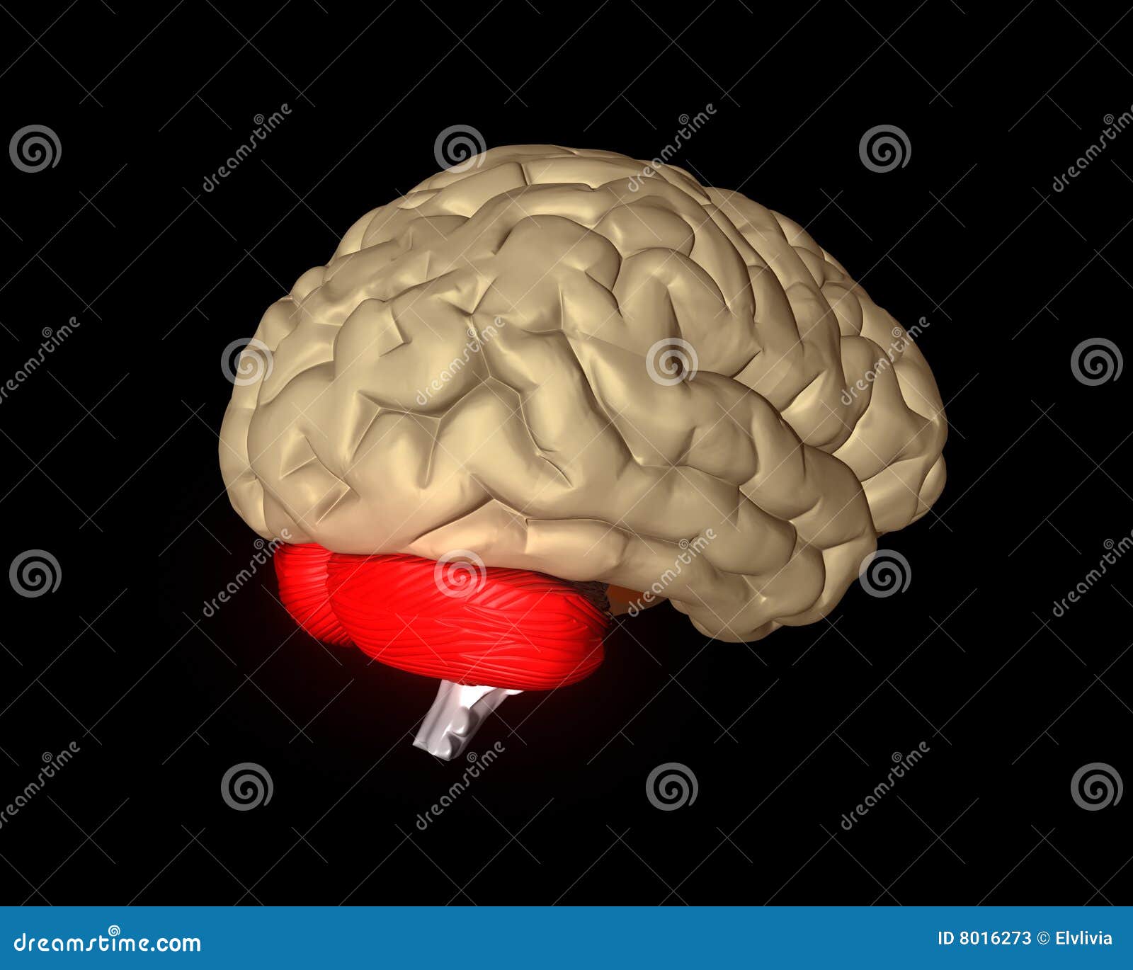 Hersen hersenen stock illustratie. Illustration of medisch - 8016273