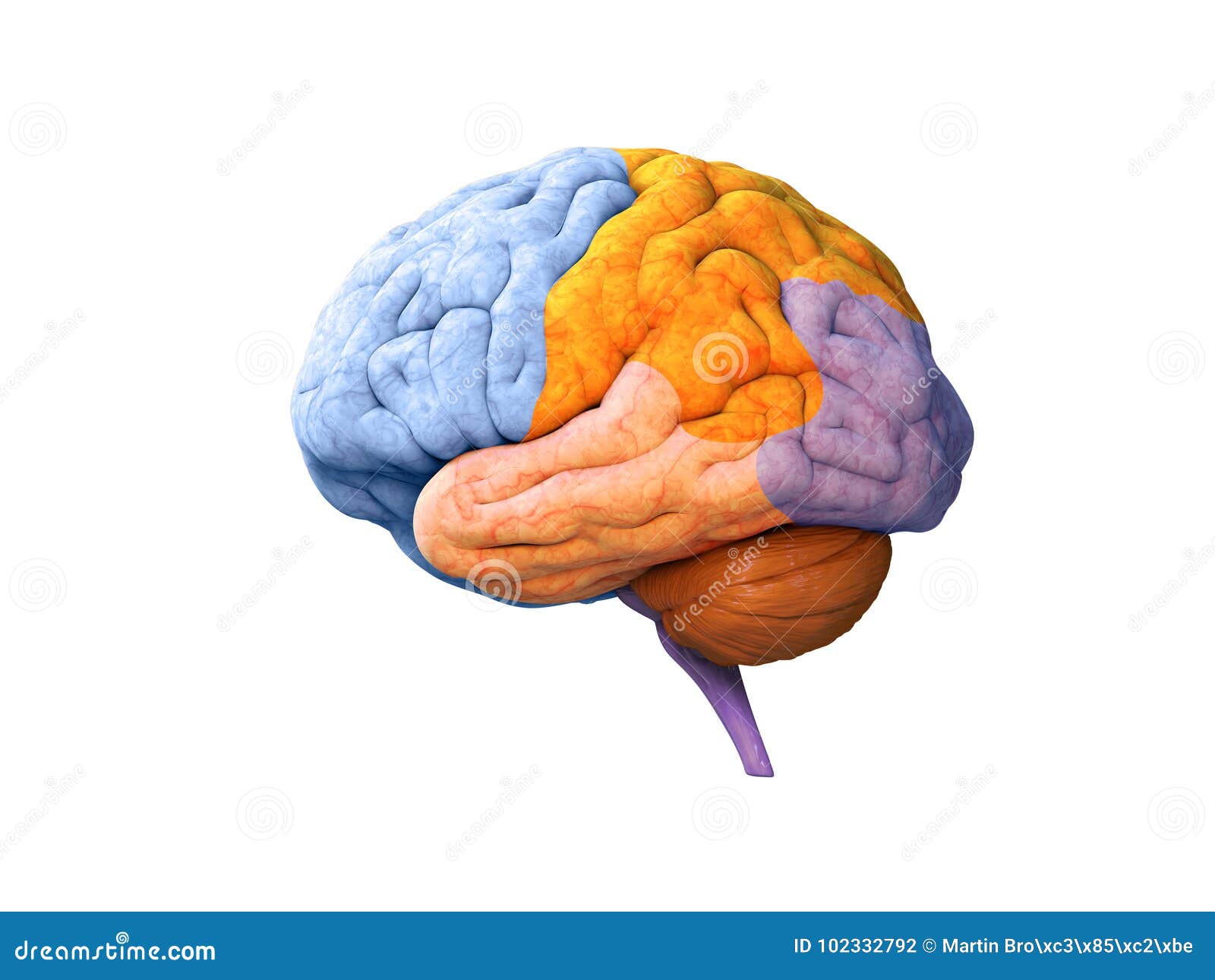 Hersenenkwabben stock illustratie. Illustration of gezond - 102332792