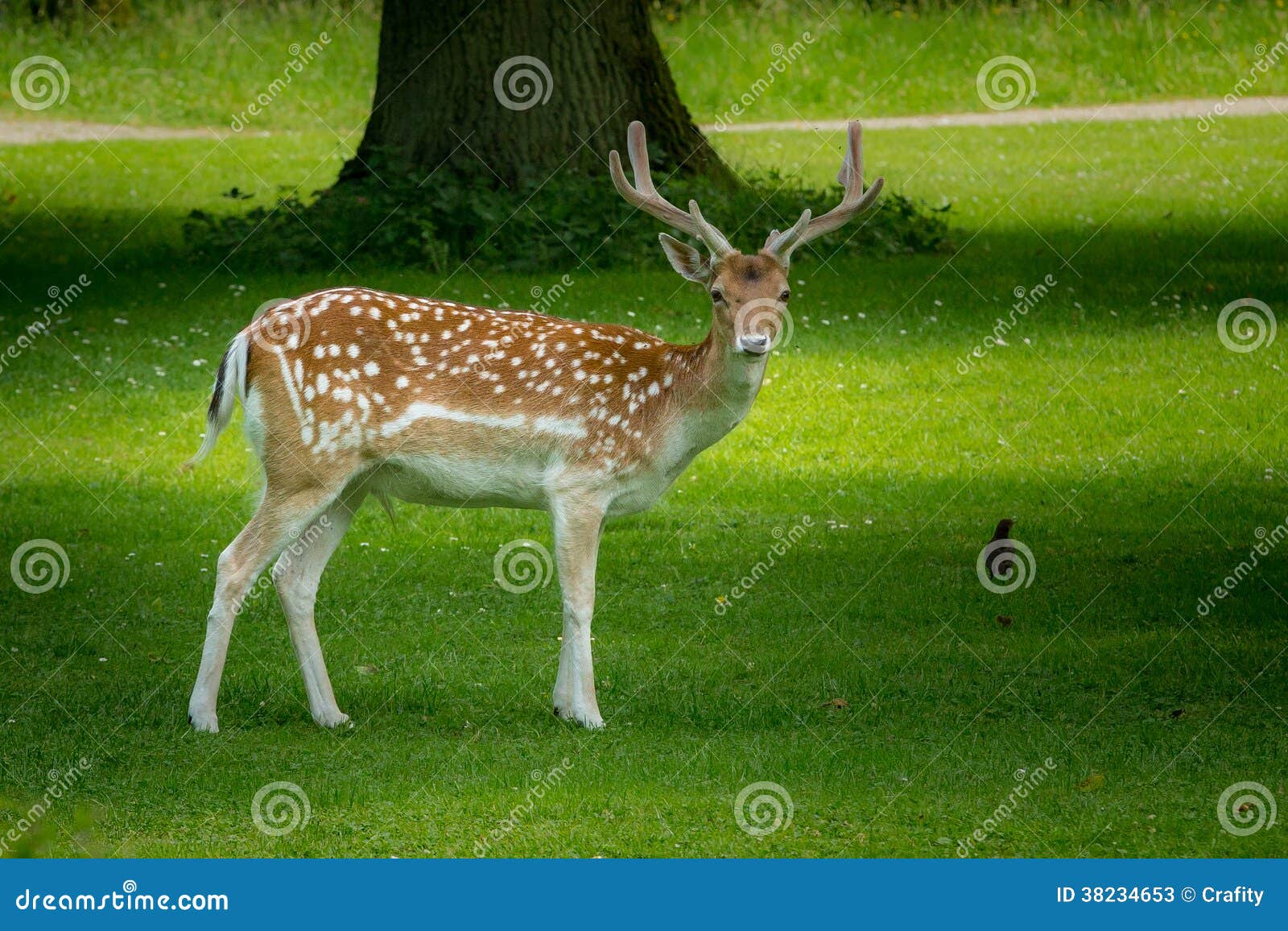 Hert stock image. Image of beautiful, estate, park, deer - 38234653