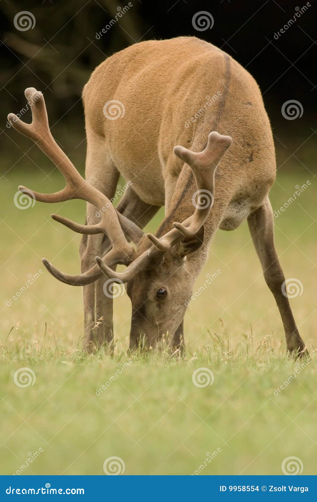 Hert stock foto. Image of hoorn, gras, seizoen, daling - 9958554