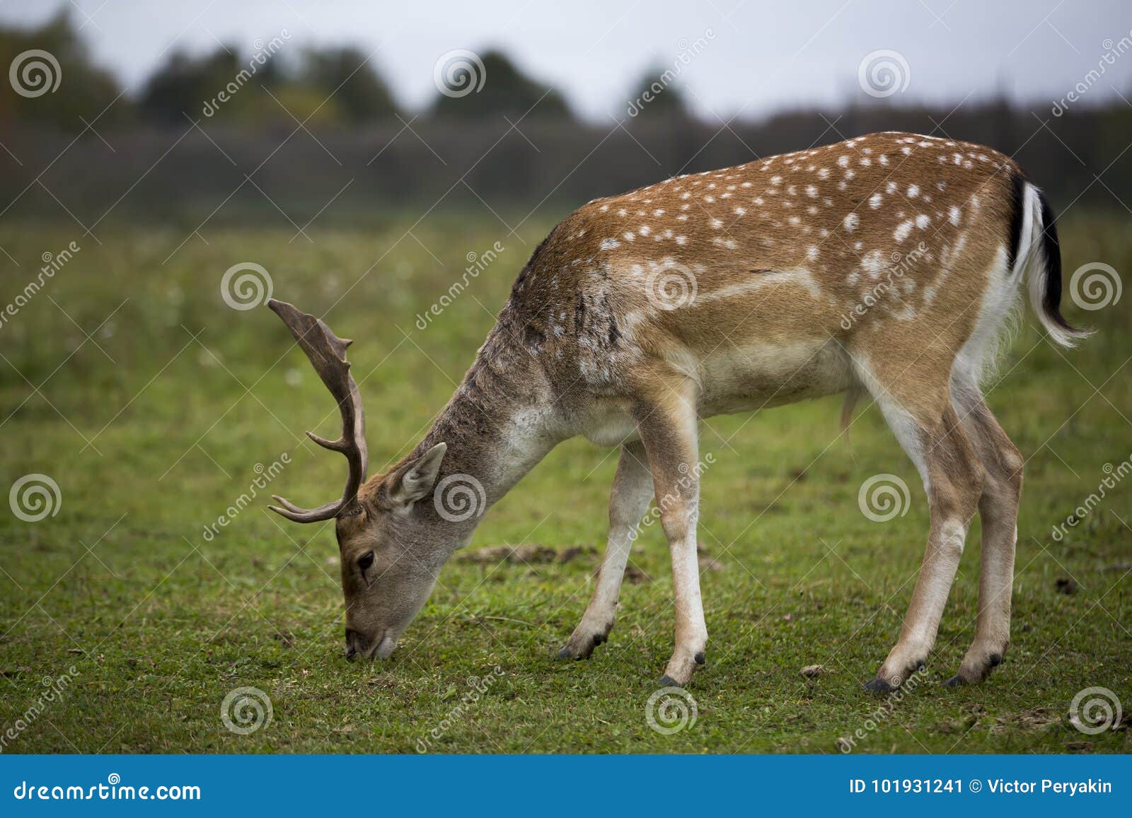 Herten stock afbeelding. Image of dier, hemel, jacht - 101931241