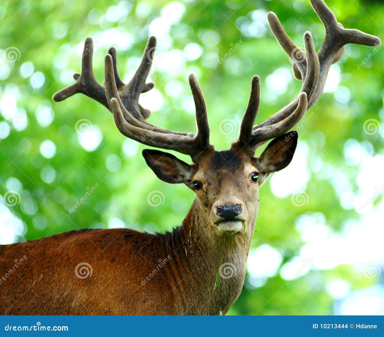 Herten stock foto. Image of laag, ogen, vlieg, vliegen - 10213444