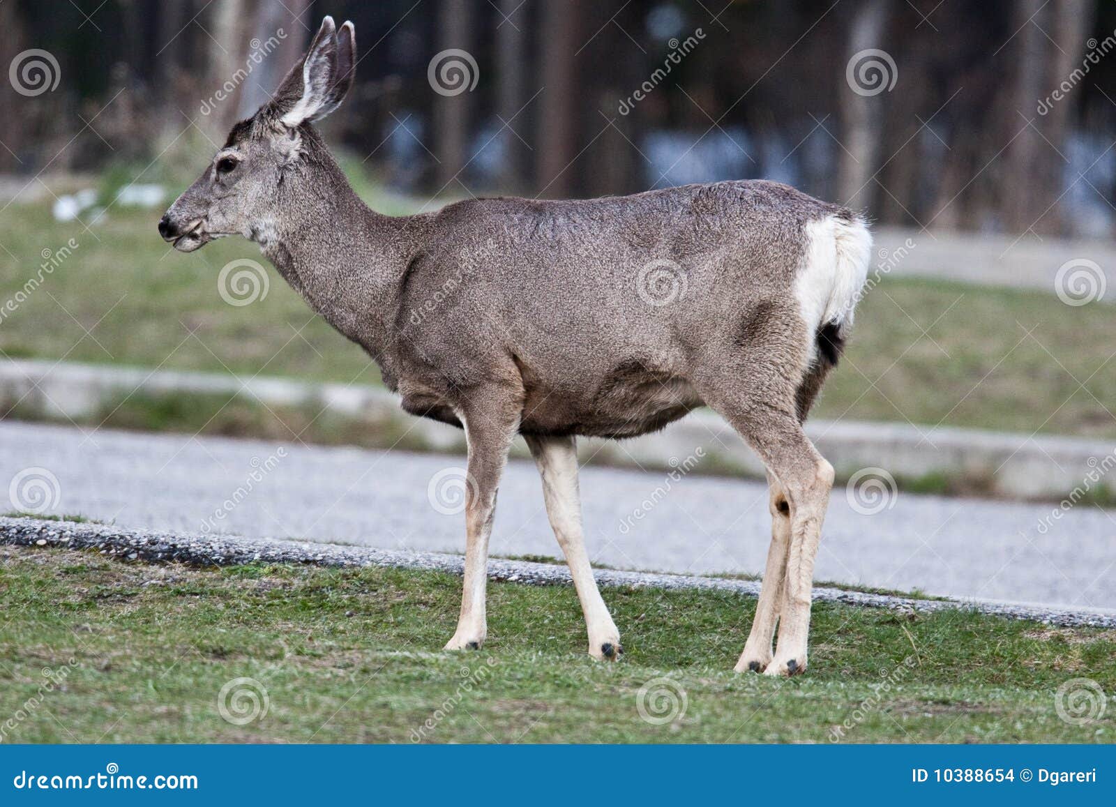 Herten stock foto. Image of bestemmingen, berg, park - 10388654