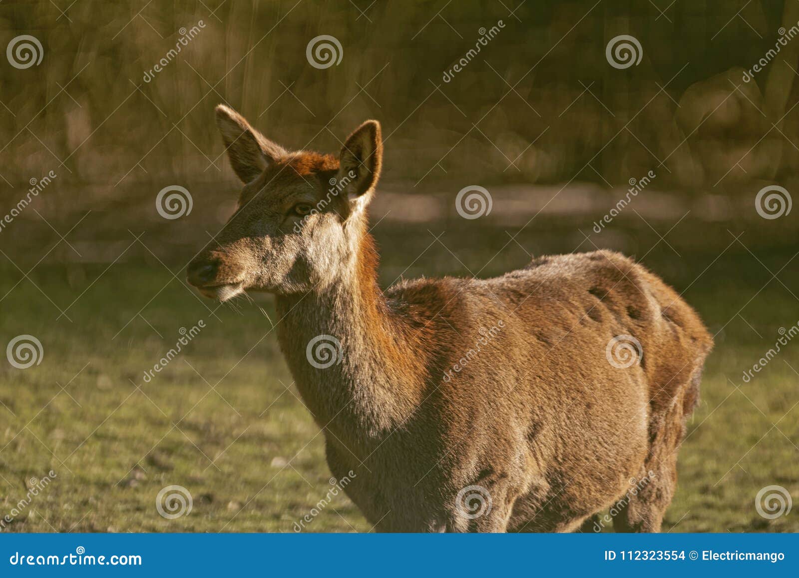 Herten stock foto. Image of kuiten, herten, bruin, mannetje - 112323554
