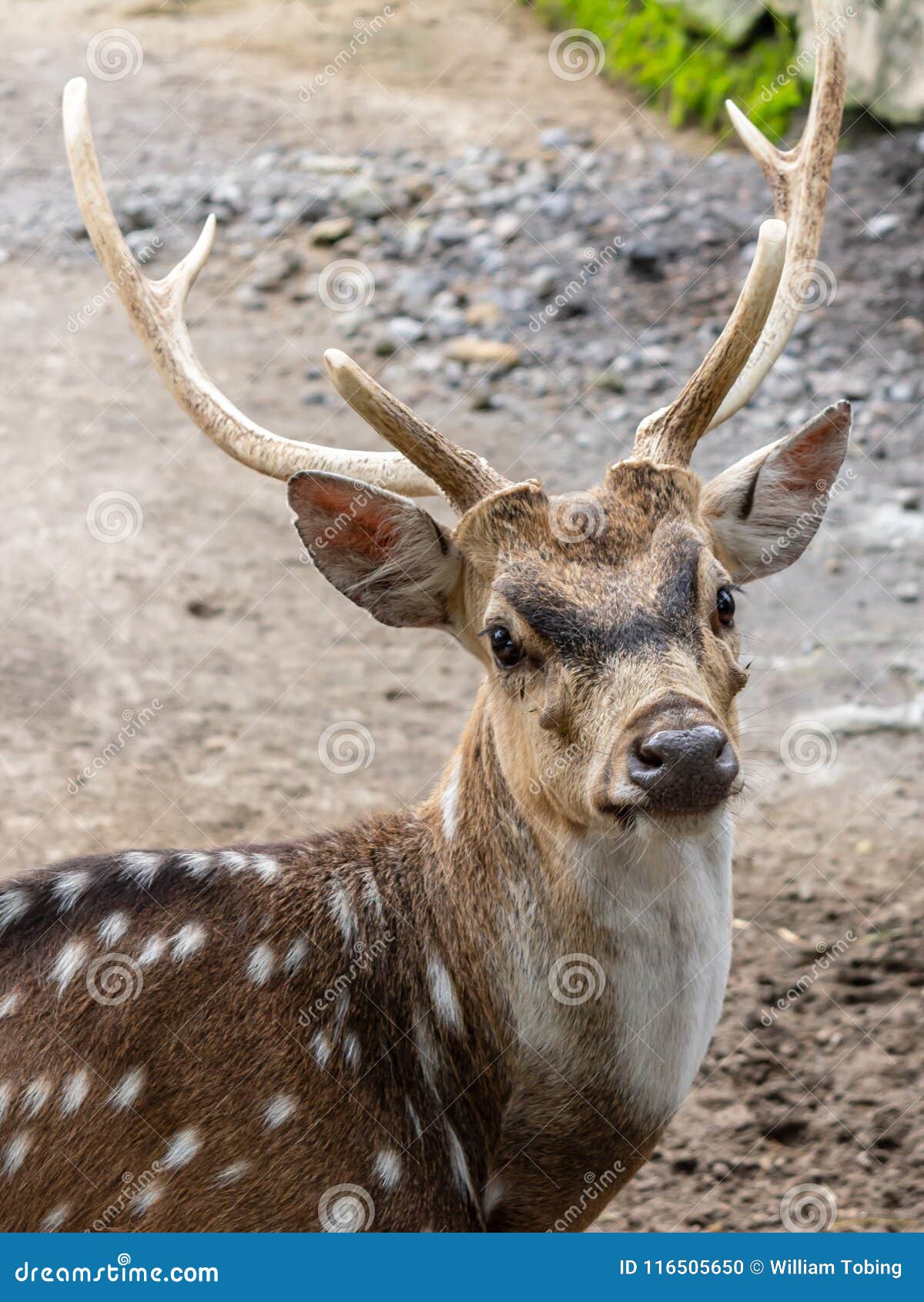 Herten stock foto. Image of nave, hoorn, wild, norm - 116505650