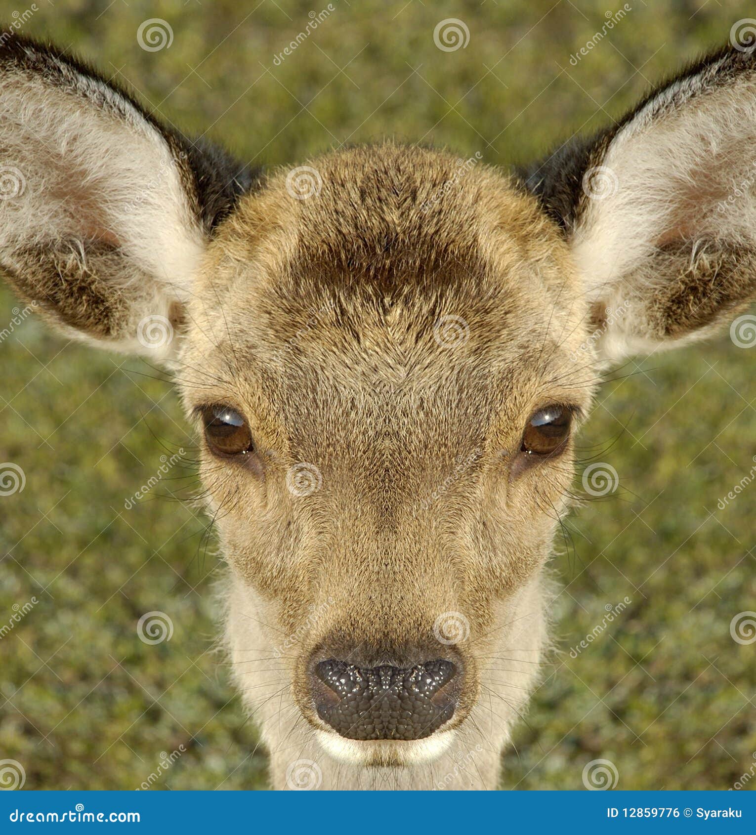 Herten stock foto. Image of dier, rendier, levensonderhoud - 12859776
