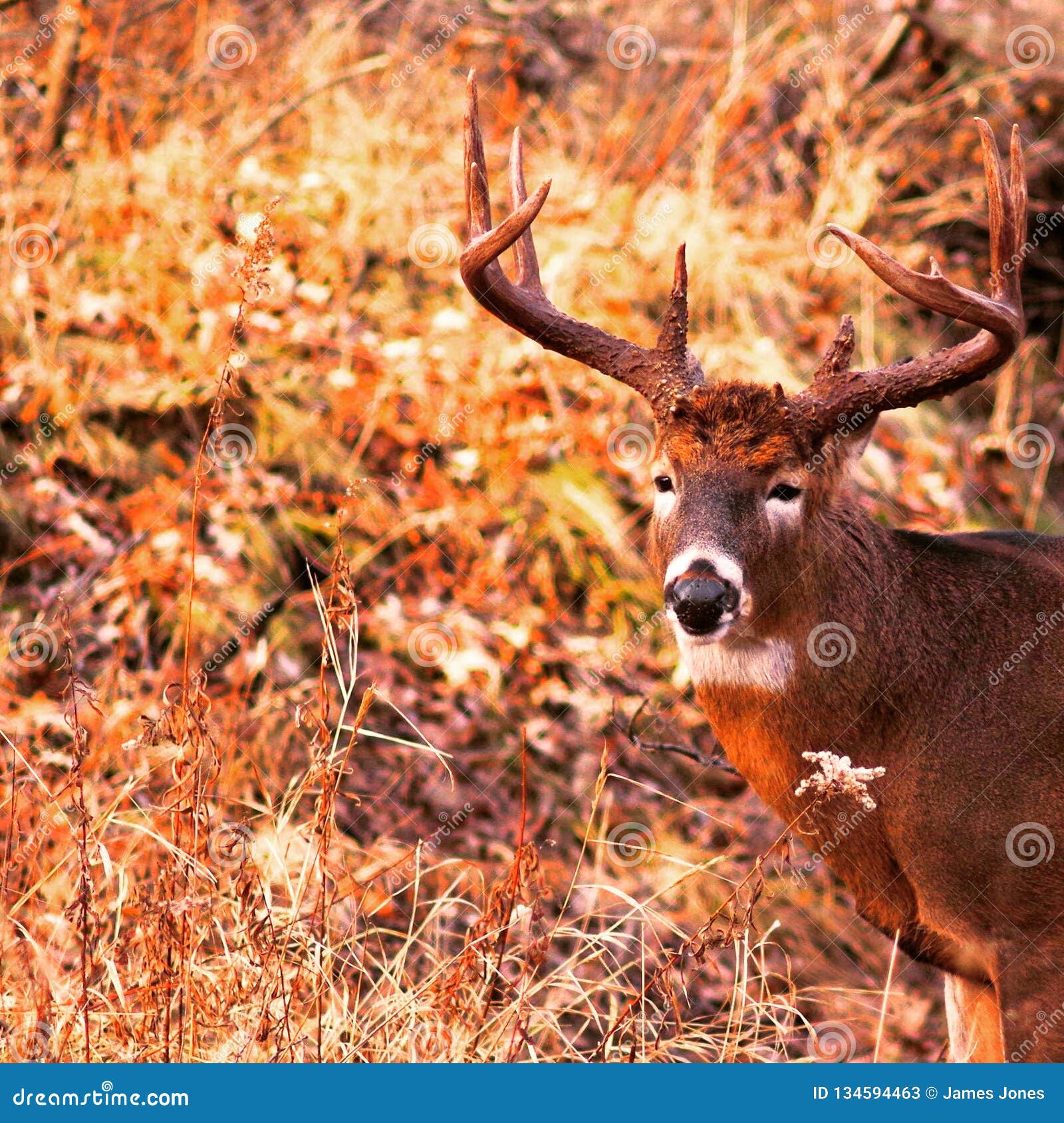 Herten stock afbeelding. Image of najaar, hoeven, bruin - 134594463