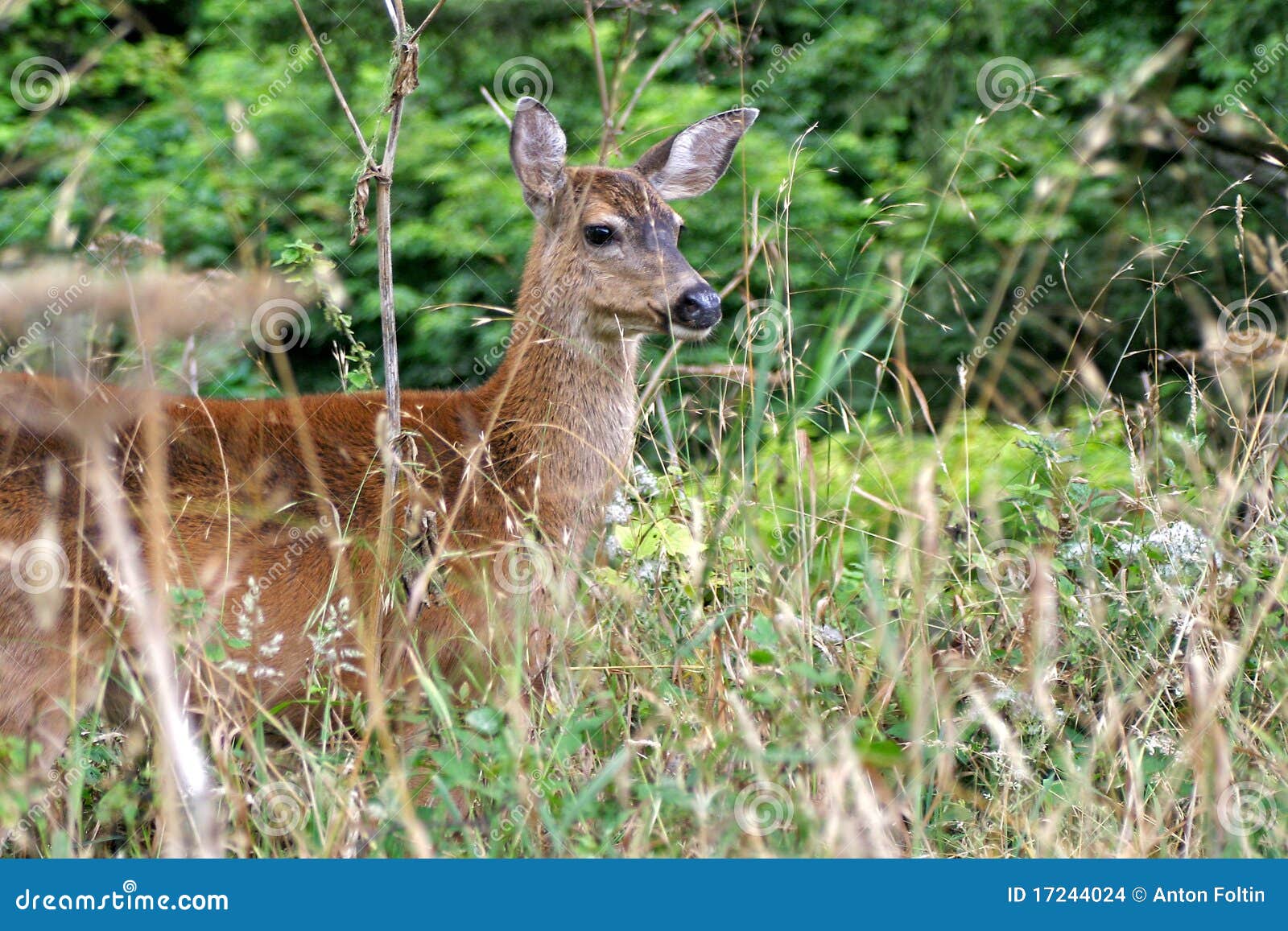 Herten stock foto. Image of wildernis, zoogdier, elanden - 17244024
