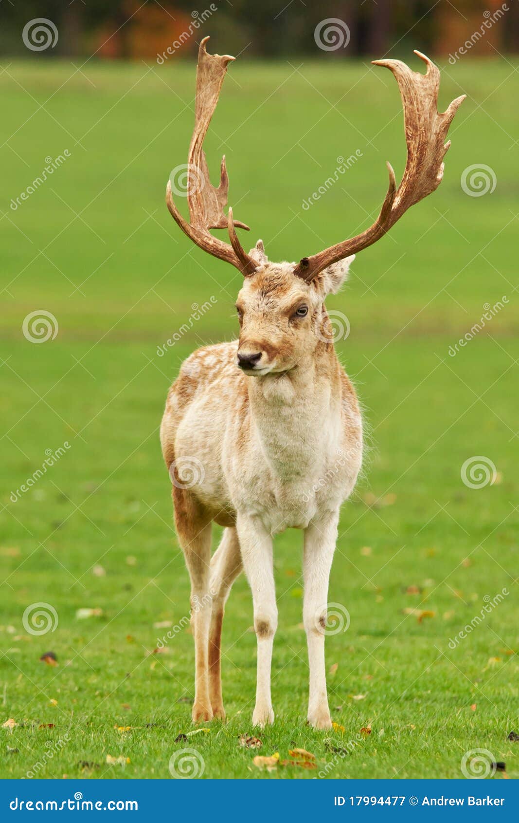 Herten stock afbeelding. Image of herten, dier, gras - 17994477