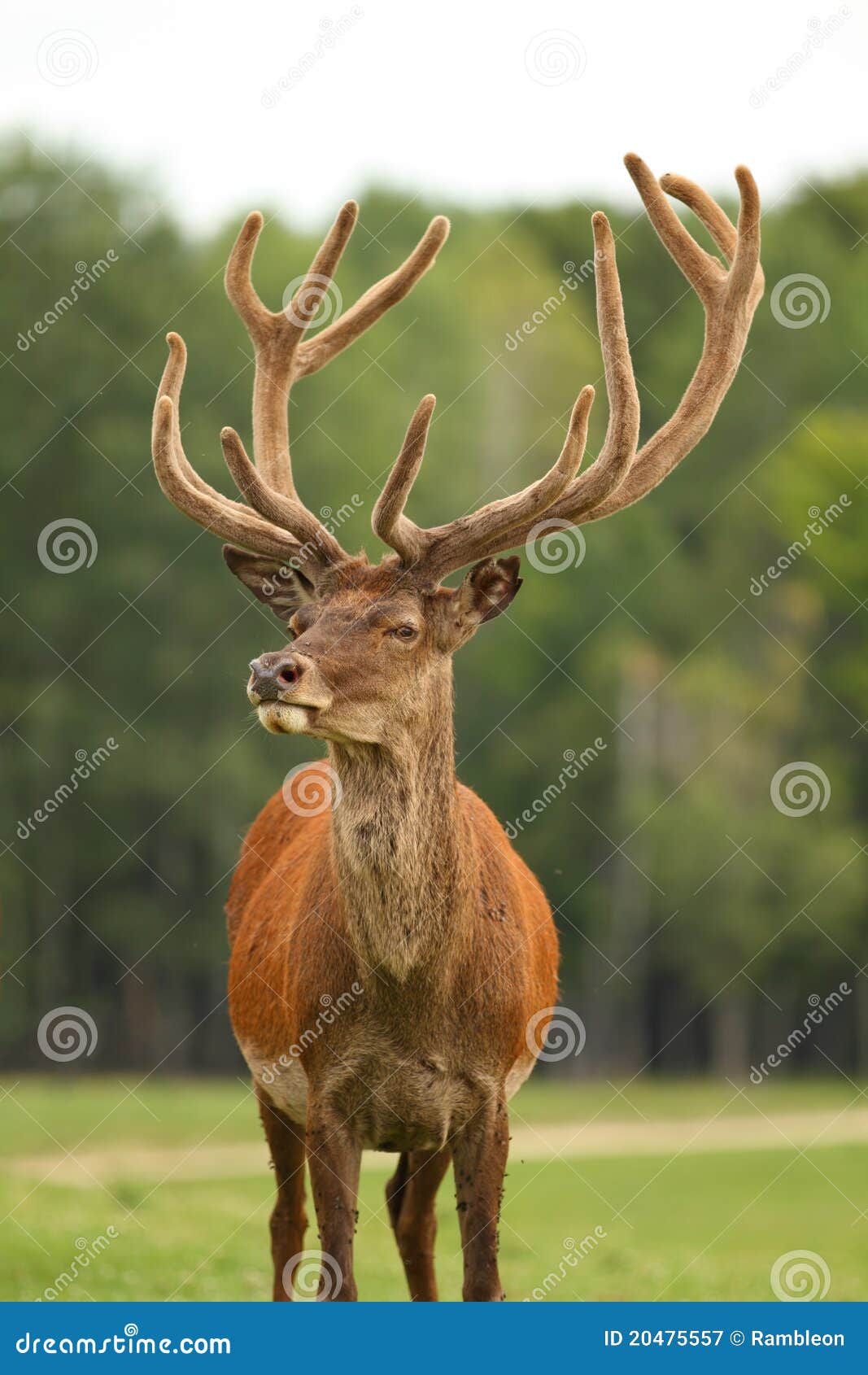 Herten stock afbeelding. Image of dier, wild, mannetje - 20475557