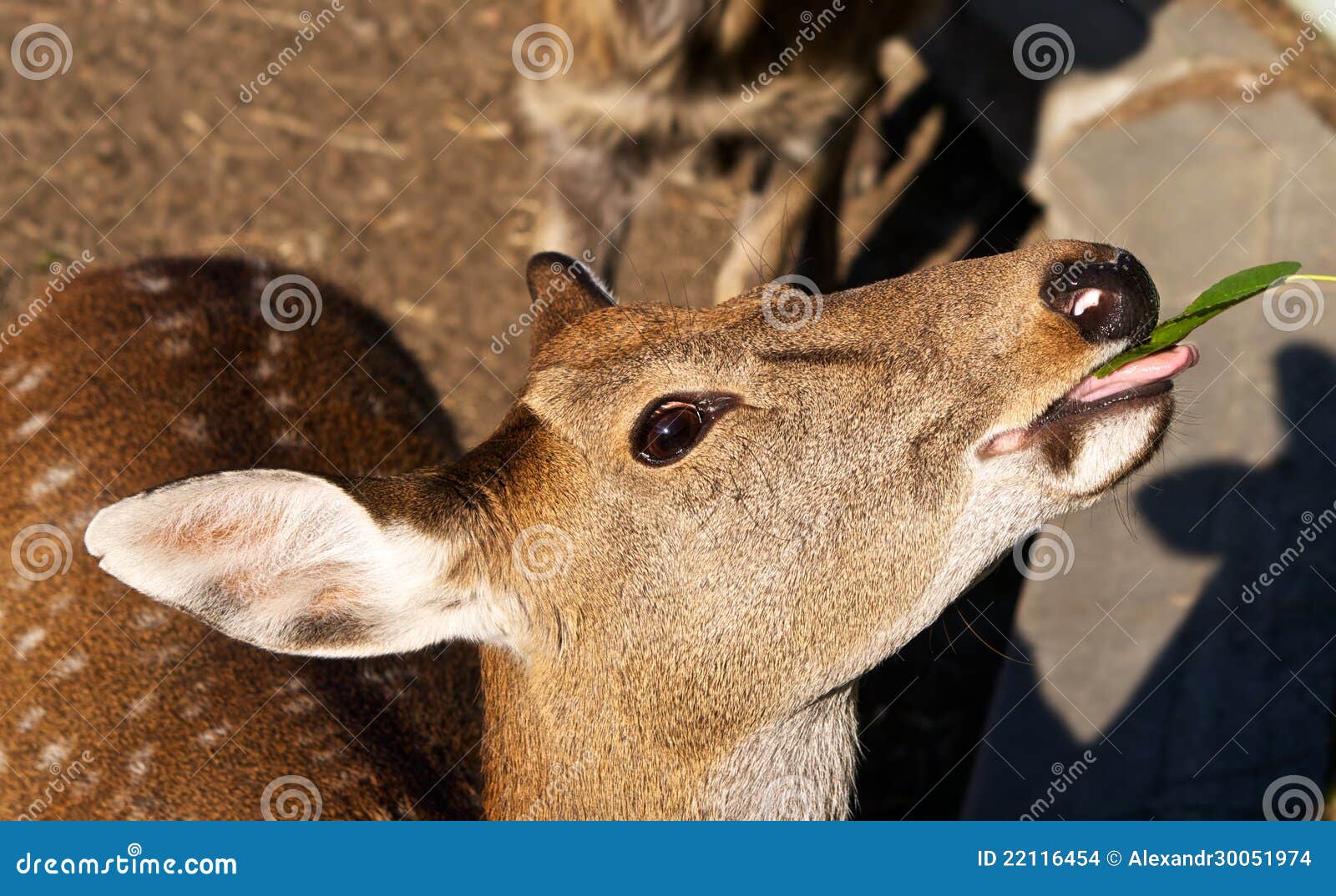 Herten stock foto. Image of dier, vrijheid, dierentuin - 22116454