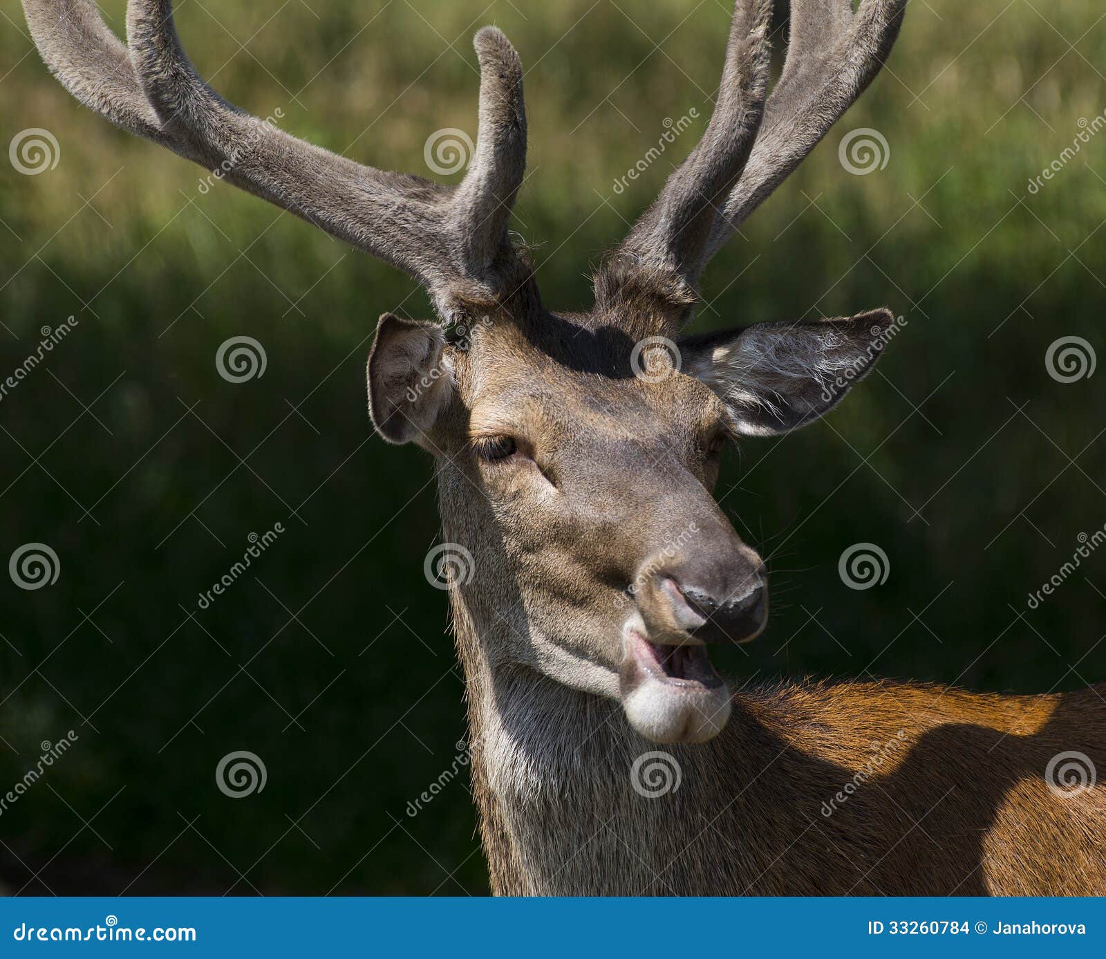 Herten stock foto. Image of glanzend, bedreigd, milieu - 33260784