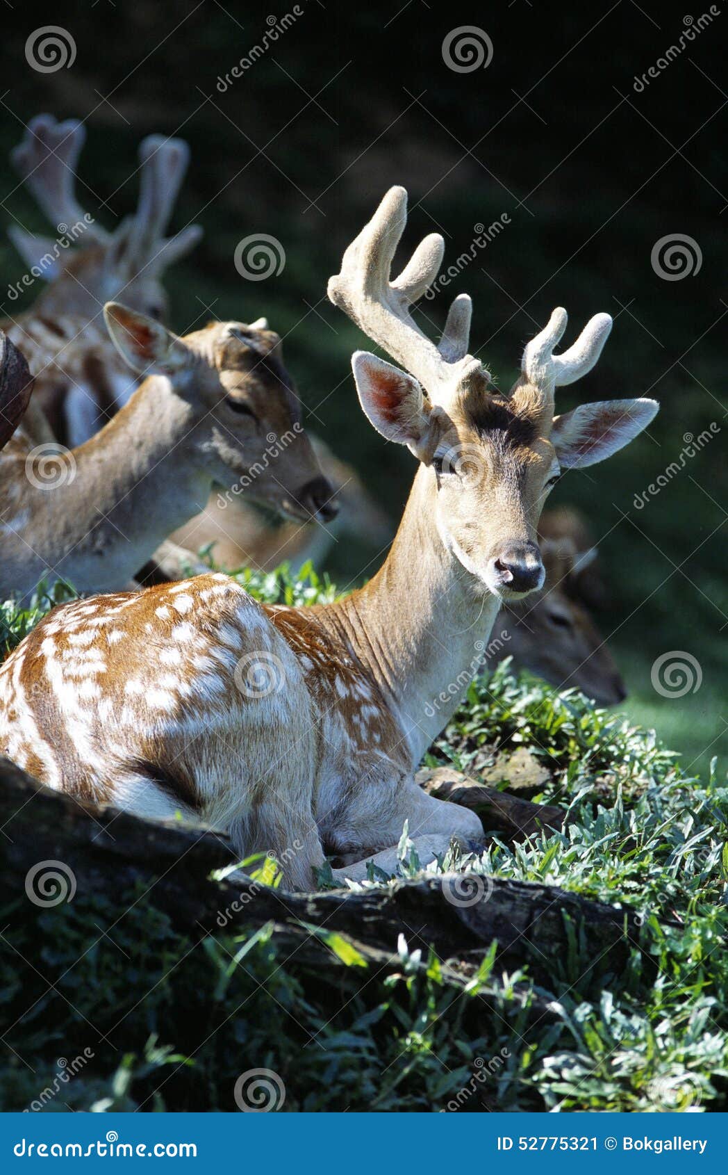 Herten stock afbeelding. Image of ding, verticaal, naughty - 52775321