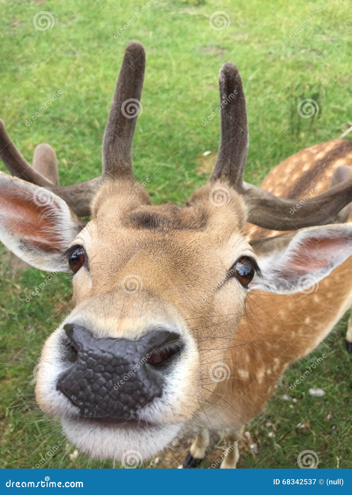 Herten stock afbeelding. Image of herten, jong, leuk - 68342537