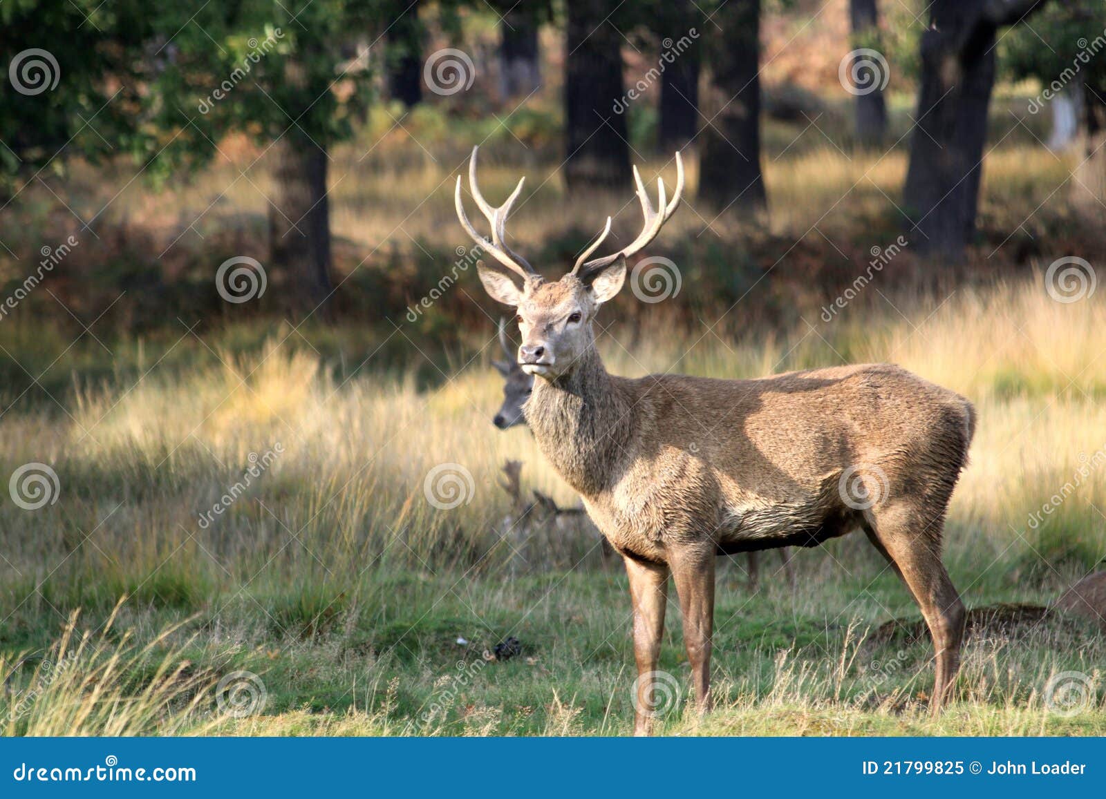 Herten in de Herfst stock afbeelding. Image of dier, hoornen - 21799825