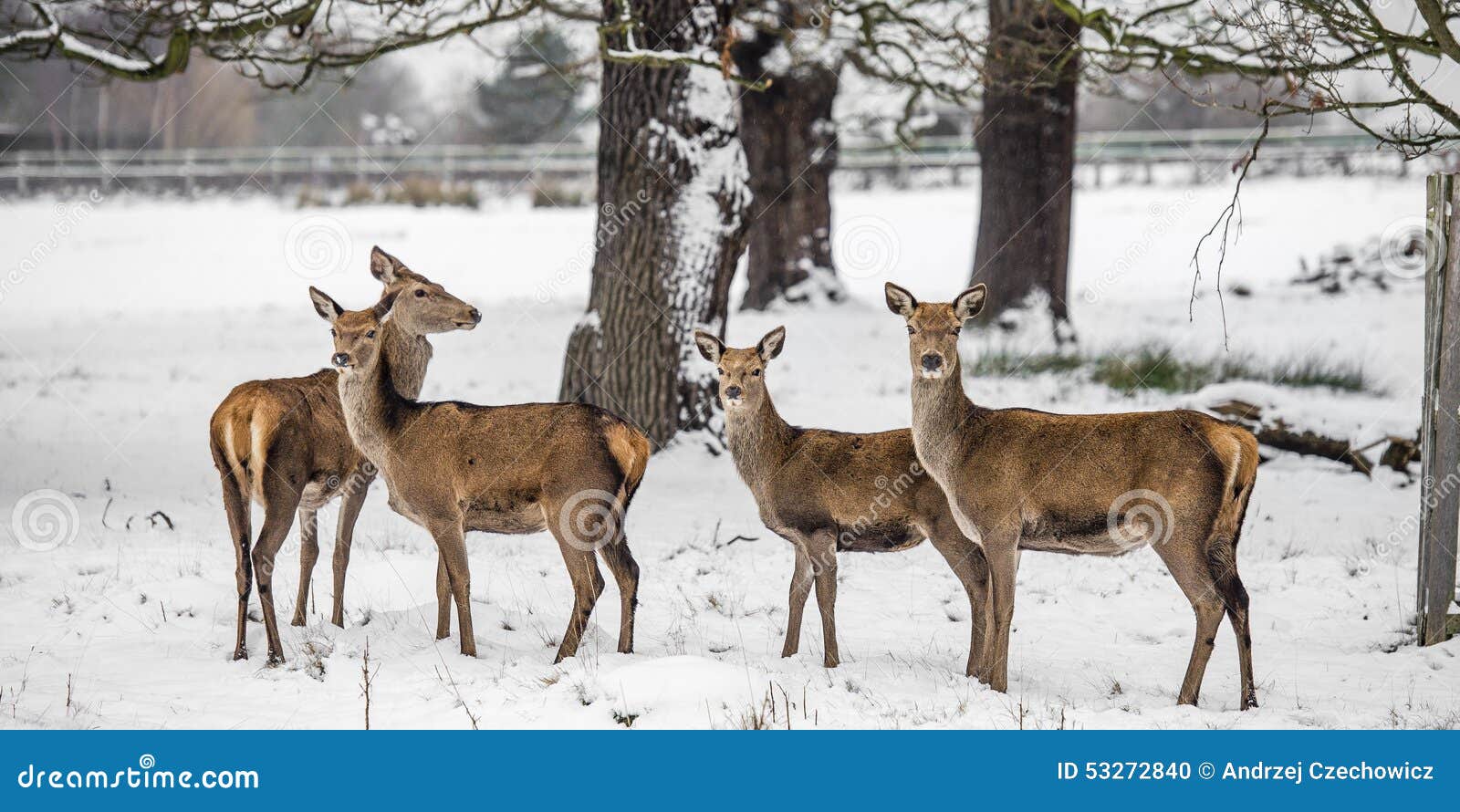 Herten in de winter stock foto. Image of park, landschap - 53272840