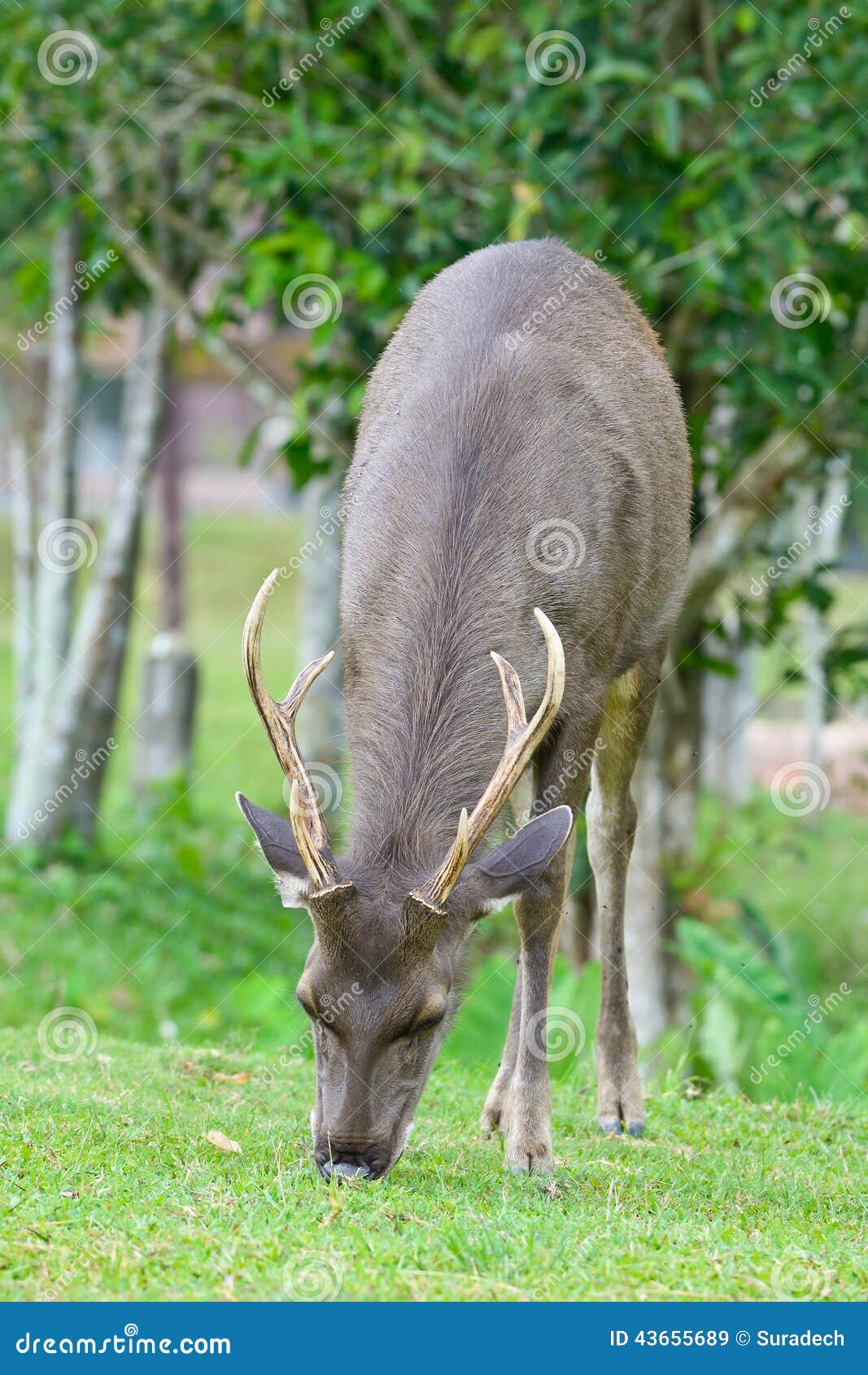 Herten die Gras eten stock afbeelding. Image of eten - 43655689