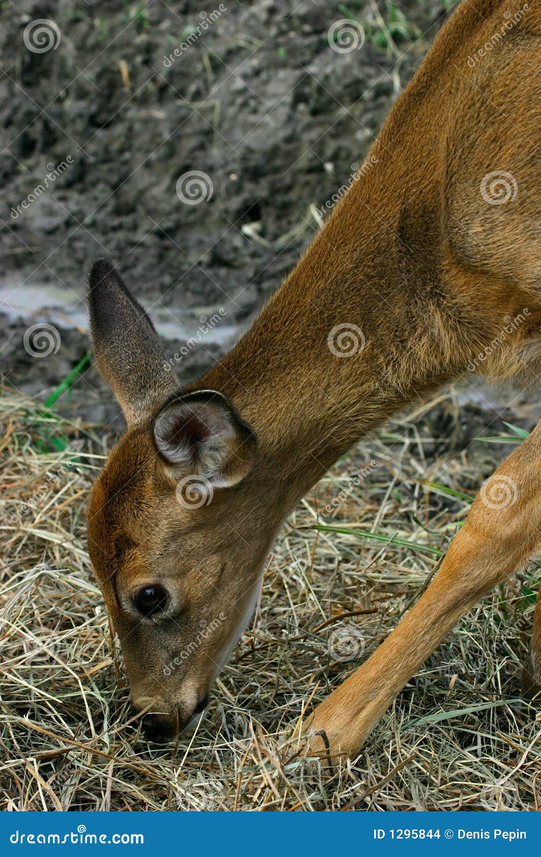 Herten die Hooi eten stock foto. Image of zoogdier, naughty - 1295844