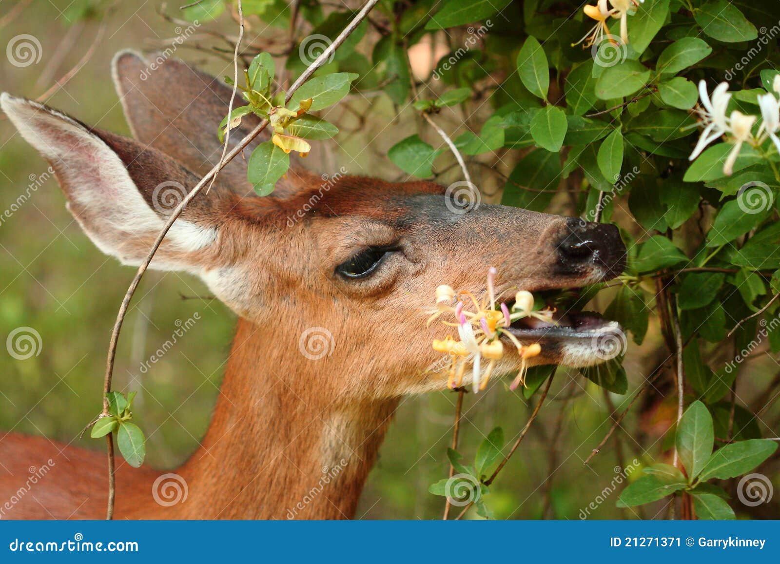 Herten Die Kamperfoelie Eten Stock Afbeelding - Image of kamperfoelie ...